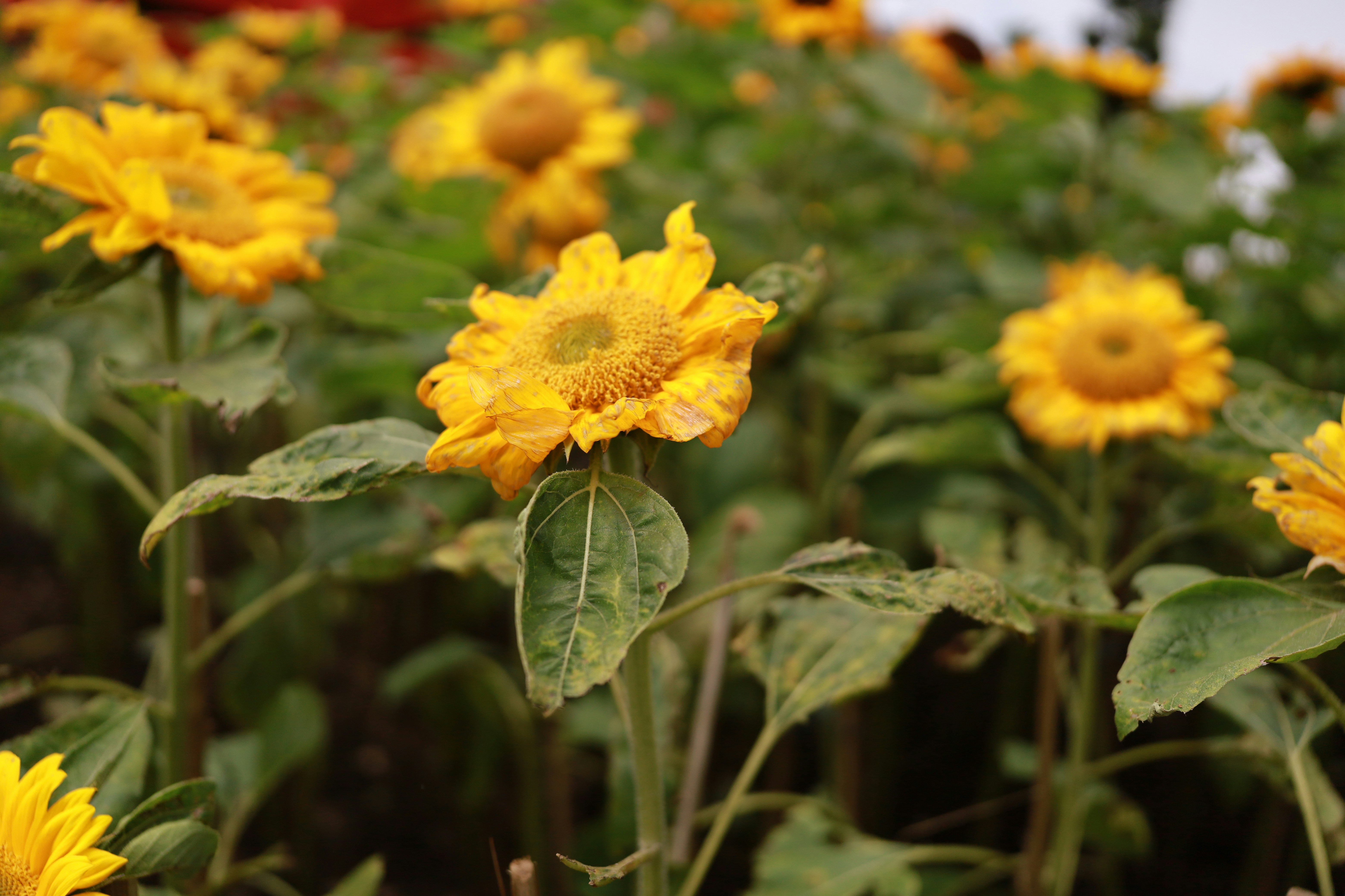 Sunlit Center Bloom: A Field of Golden Discs