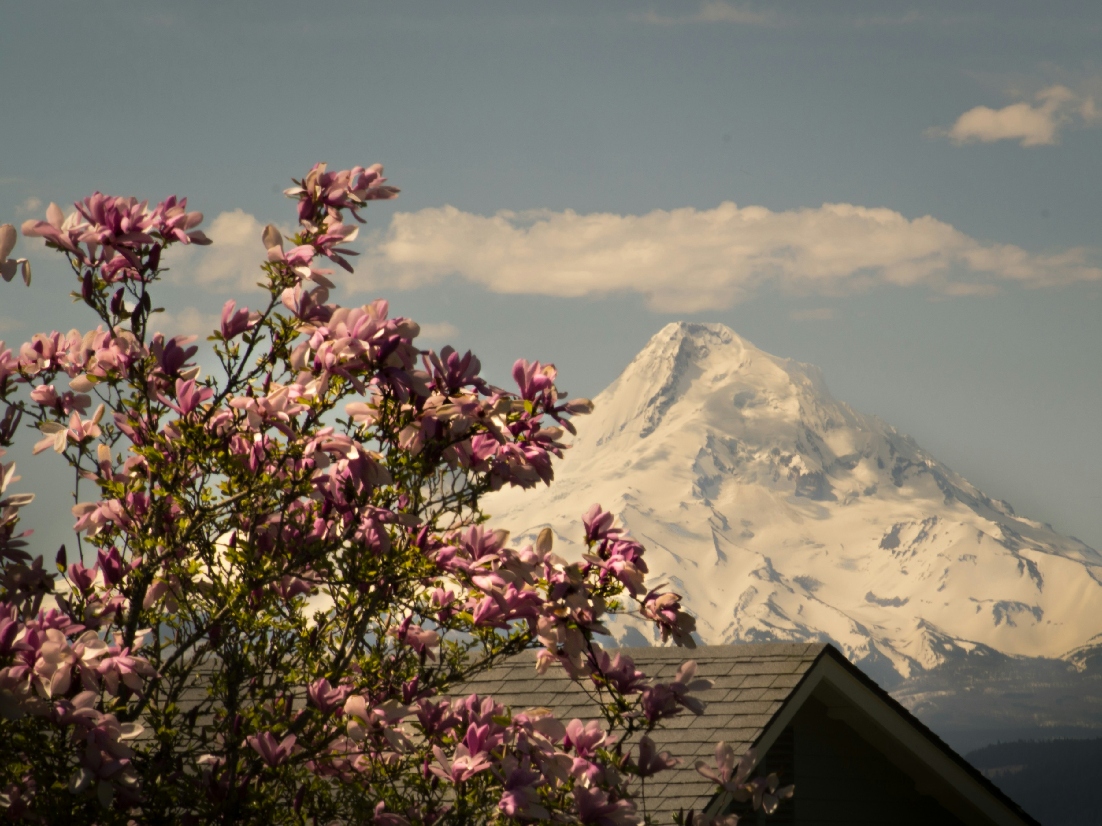 Mt. Hood in the distance.