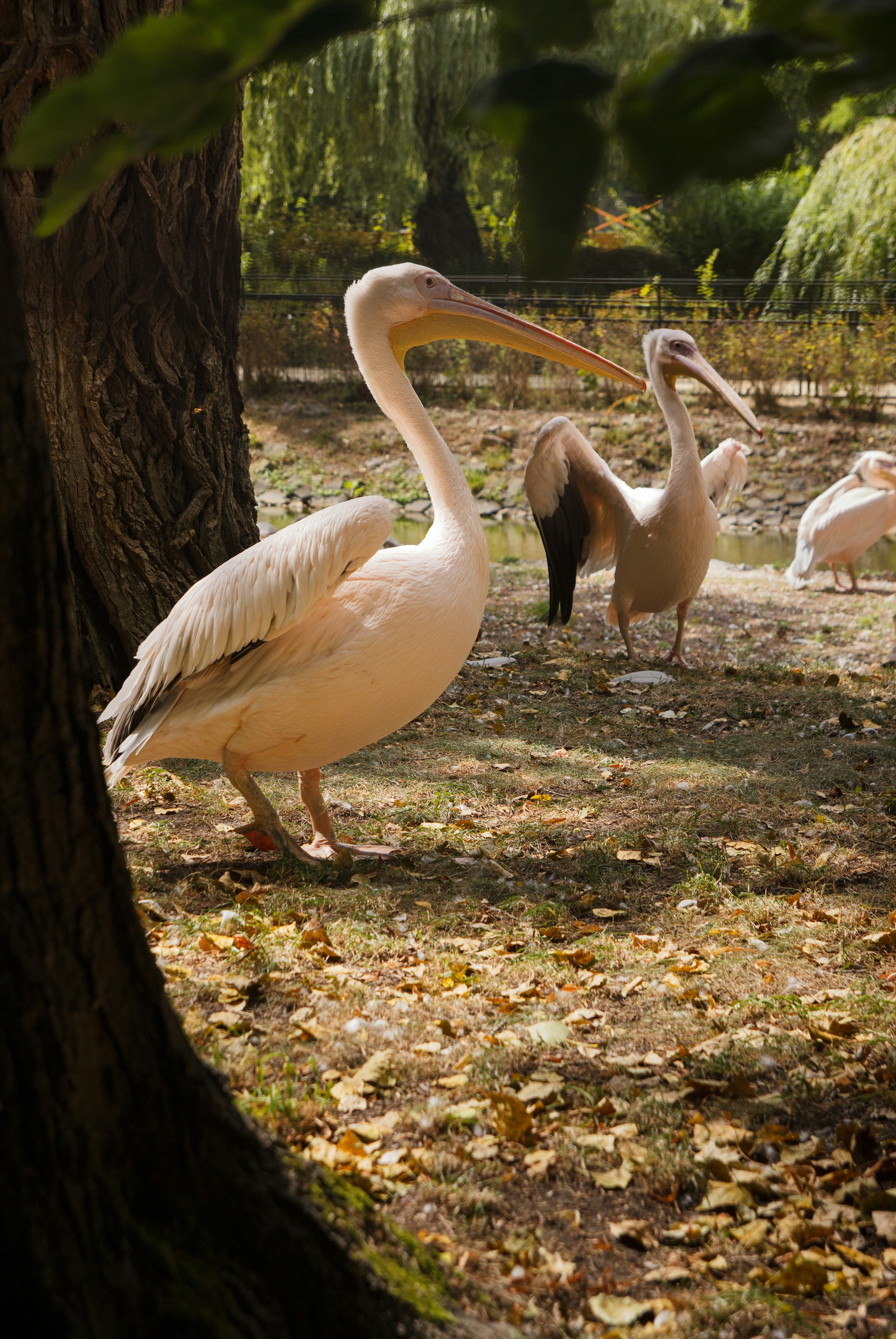 A Paddock of Pelicans: Quiet Gaze by the Water
