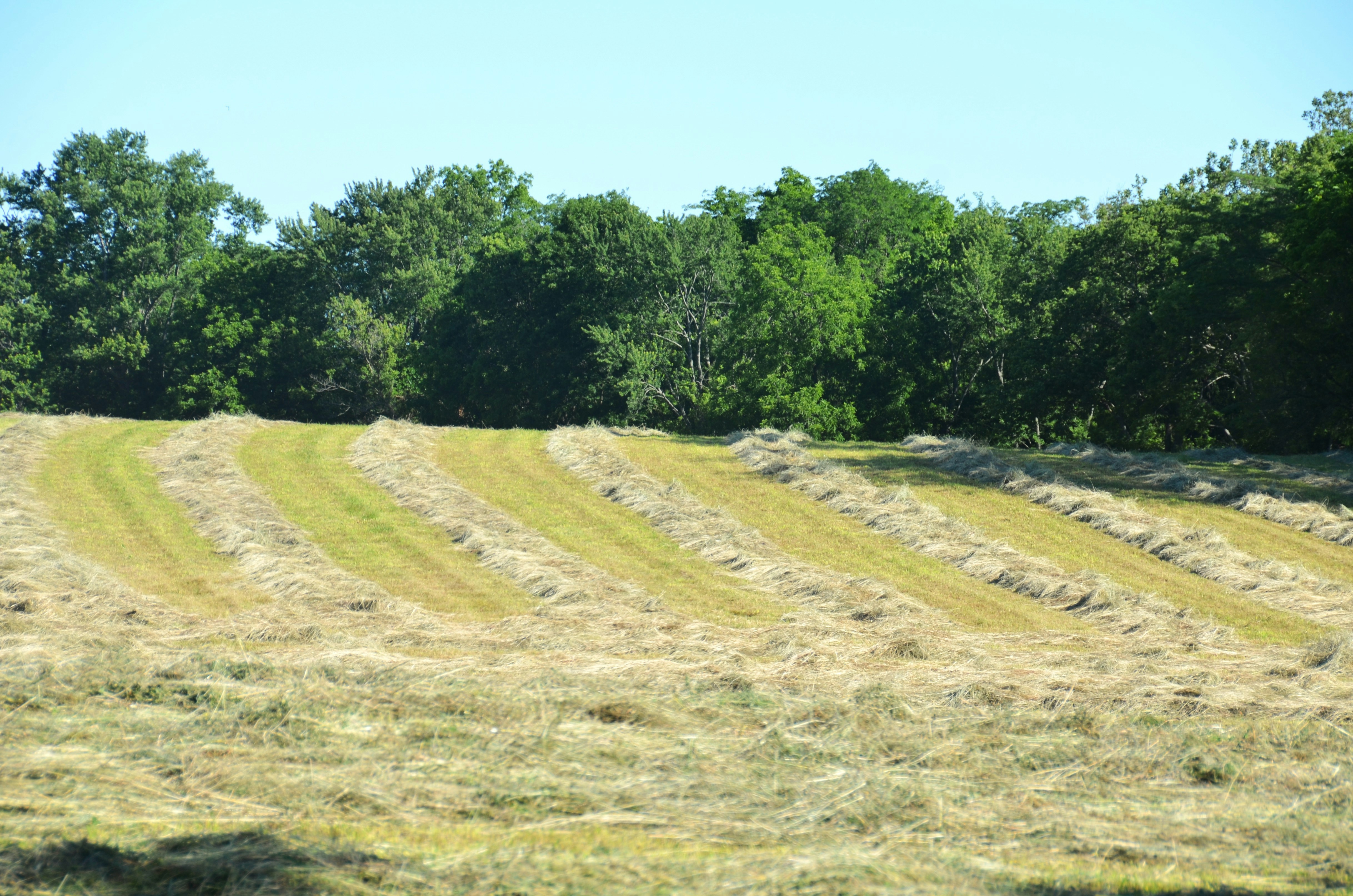 Sunlit field with evenly cut hay rows leading toward a tree line; a rural landscape showing agricultural working season.