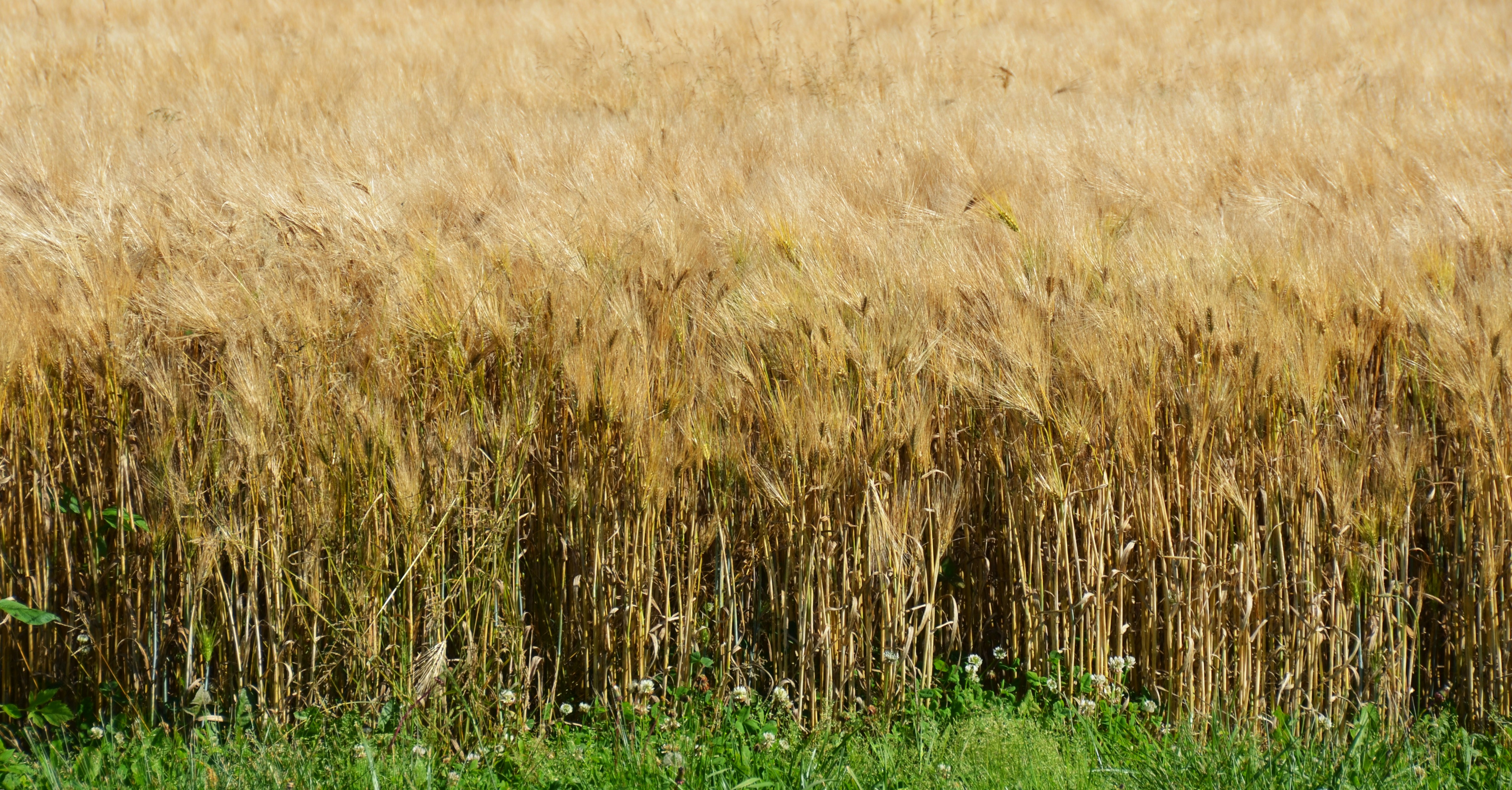 Golden Harvest at the Edge of Green