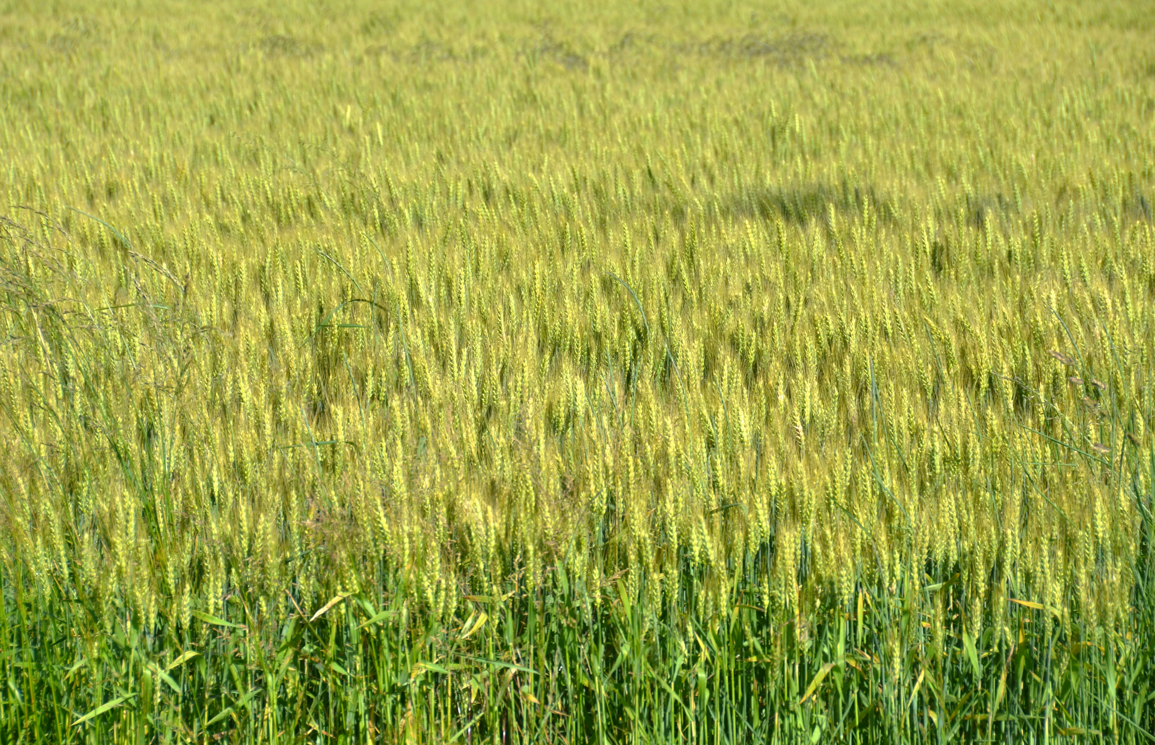 Golden Field at Silence: A Sea of Seed Heads