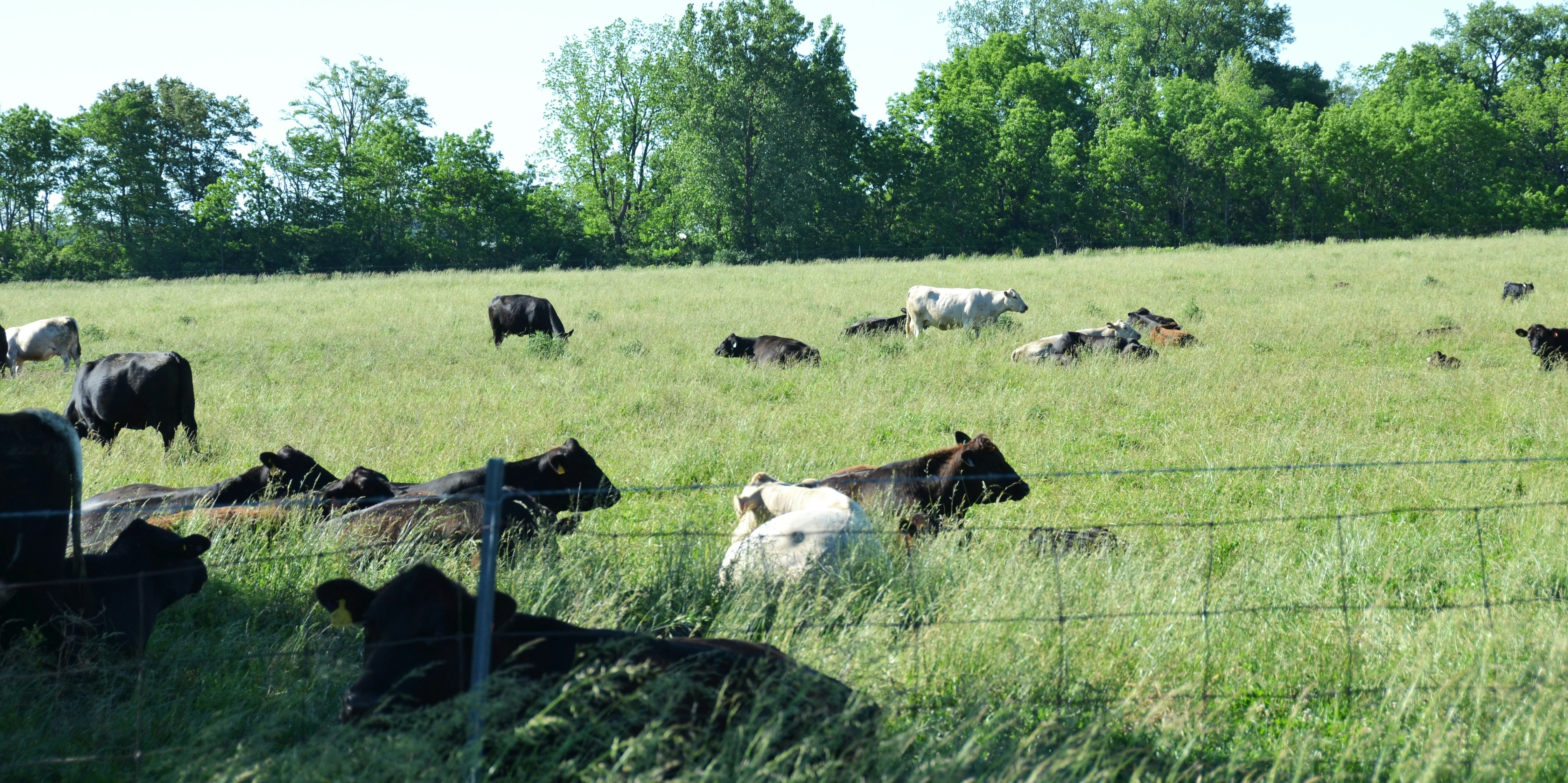 Pasture Calm: Herd Rest in a Sunlit Meadow