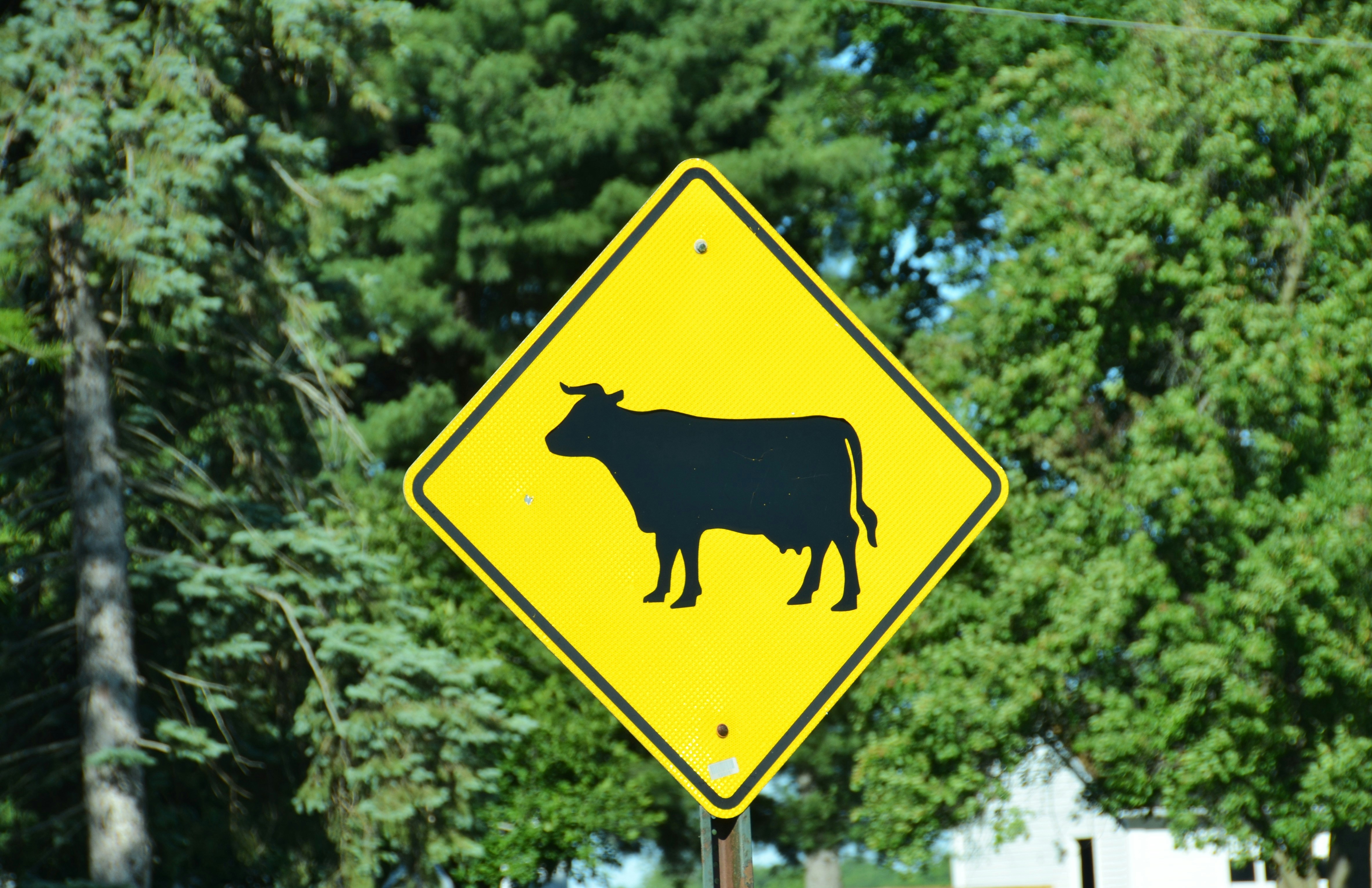 Yellow Cow Crossing Sign Framed by Green Canopy