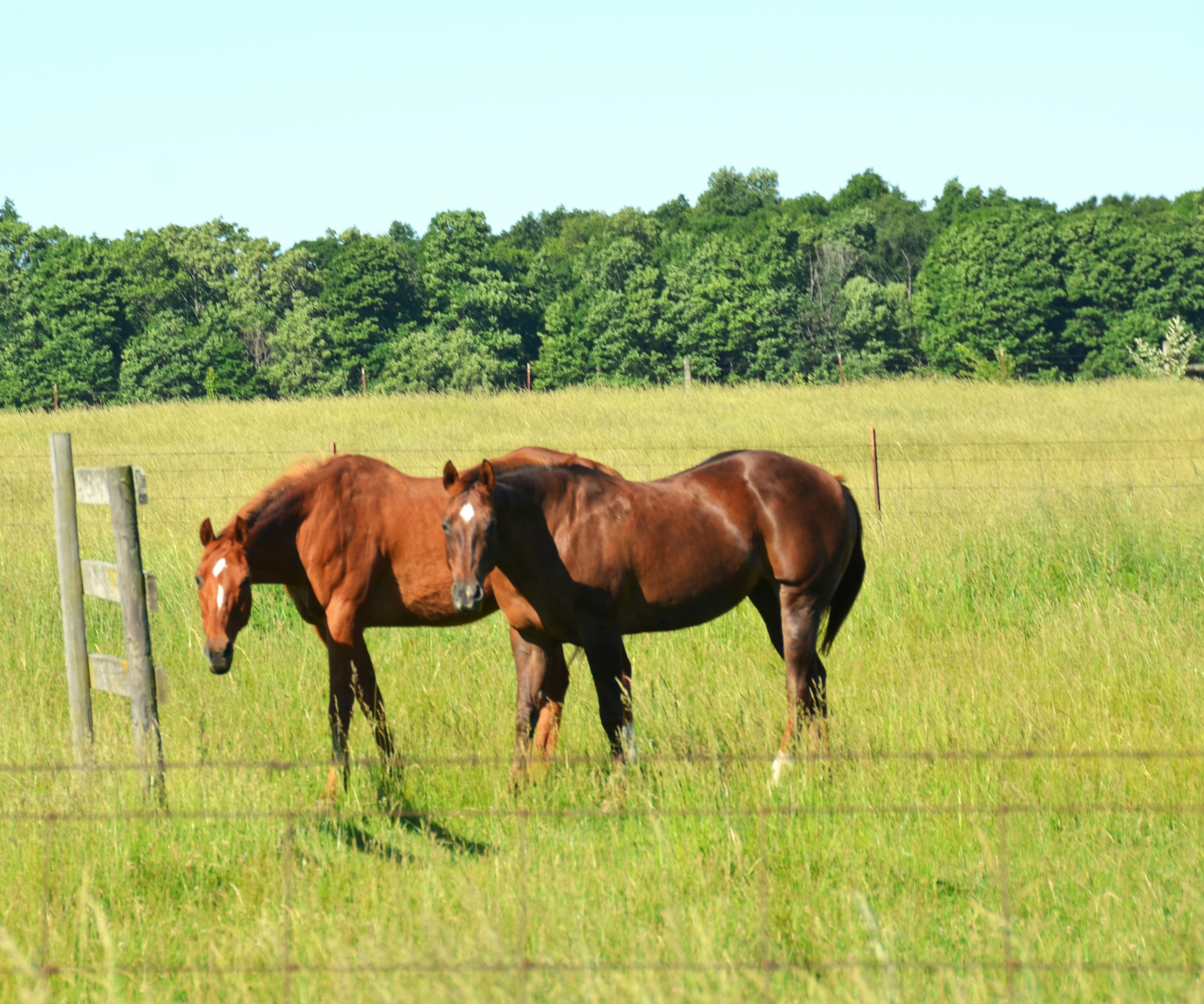 Pasture Duet: Two Chestnut Horses Beneath a Distant Tree Line