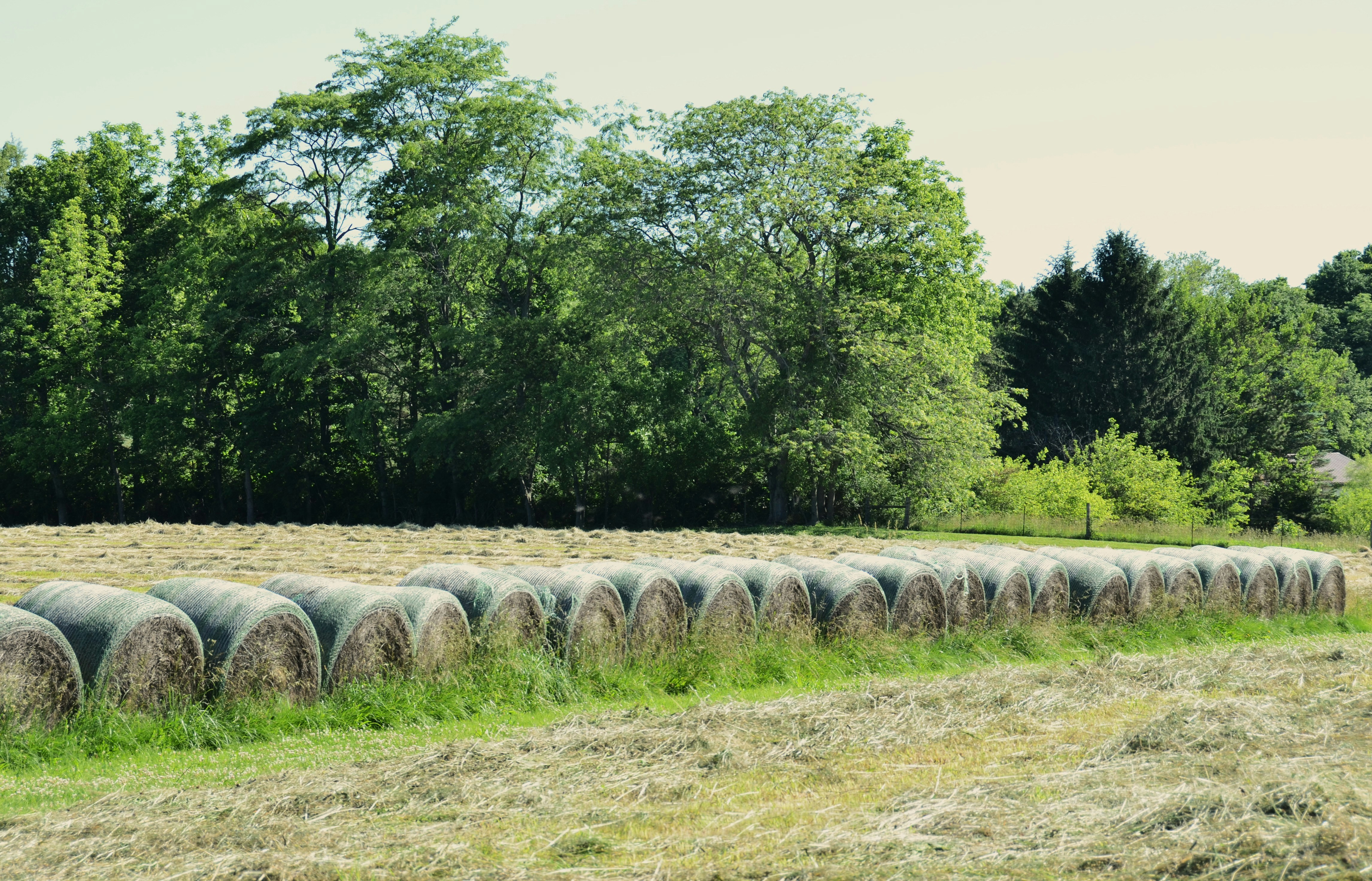 Row of Round Hay Bales Receding into a Lush Field