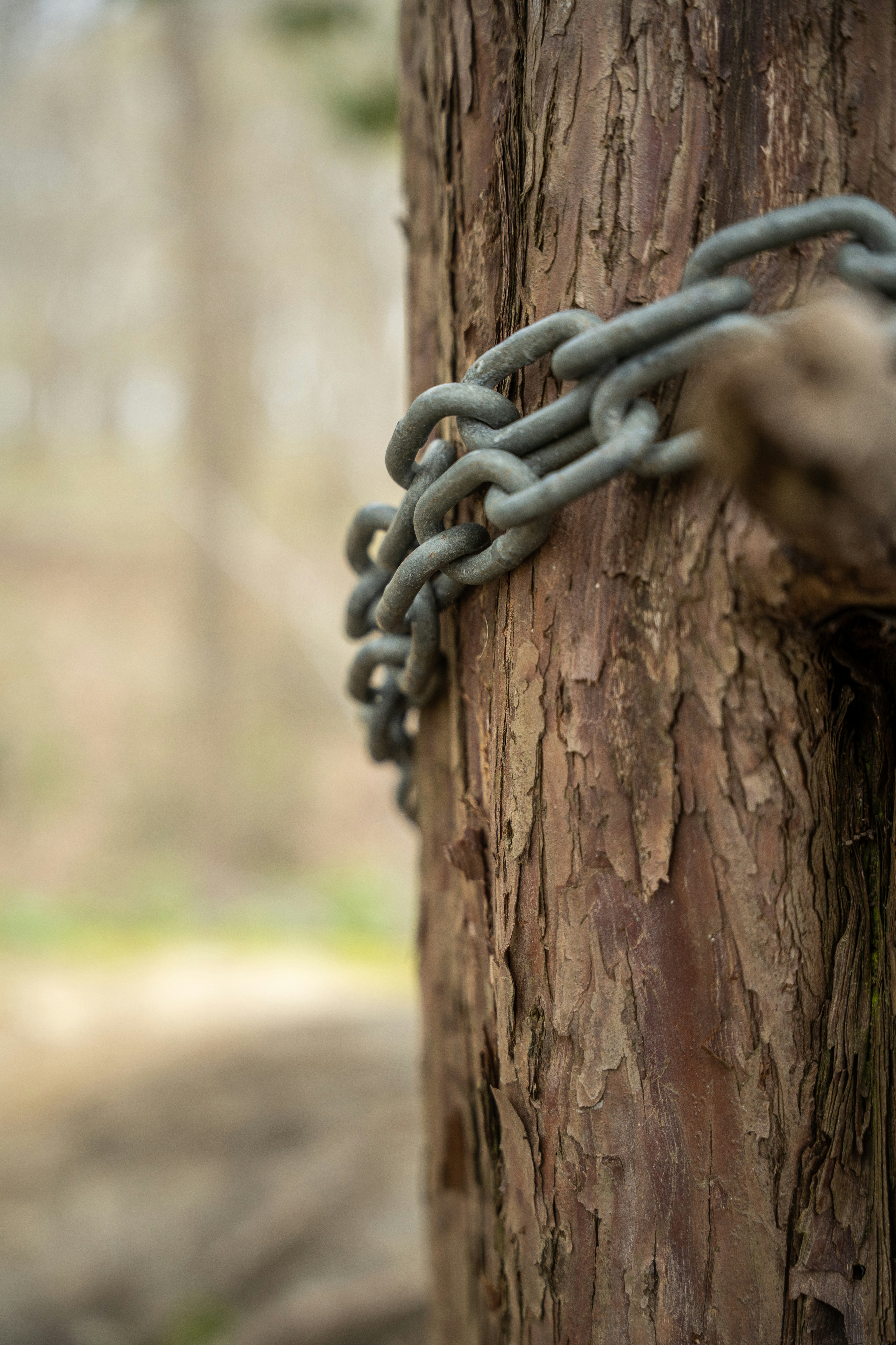 Chains of Time: A Weathered Lock on a Cedar Trunk
