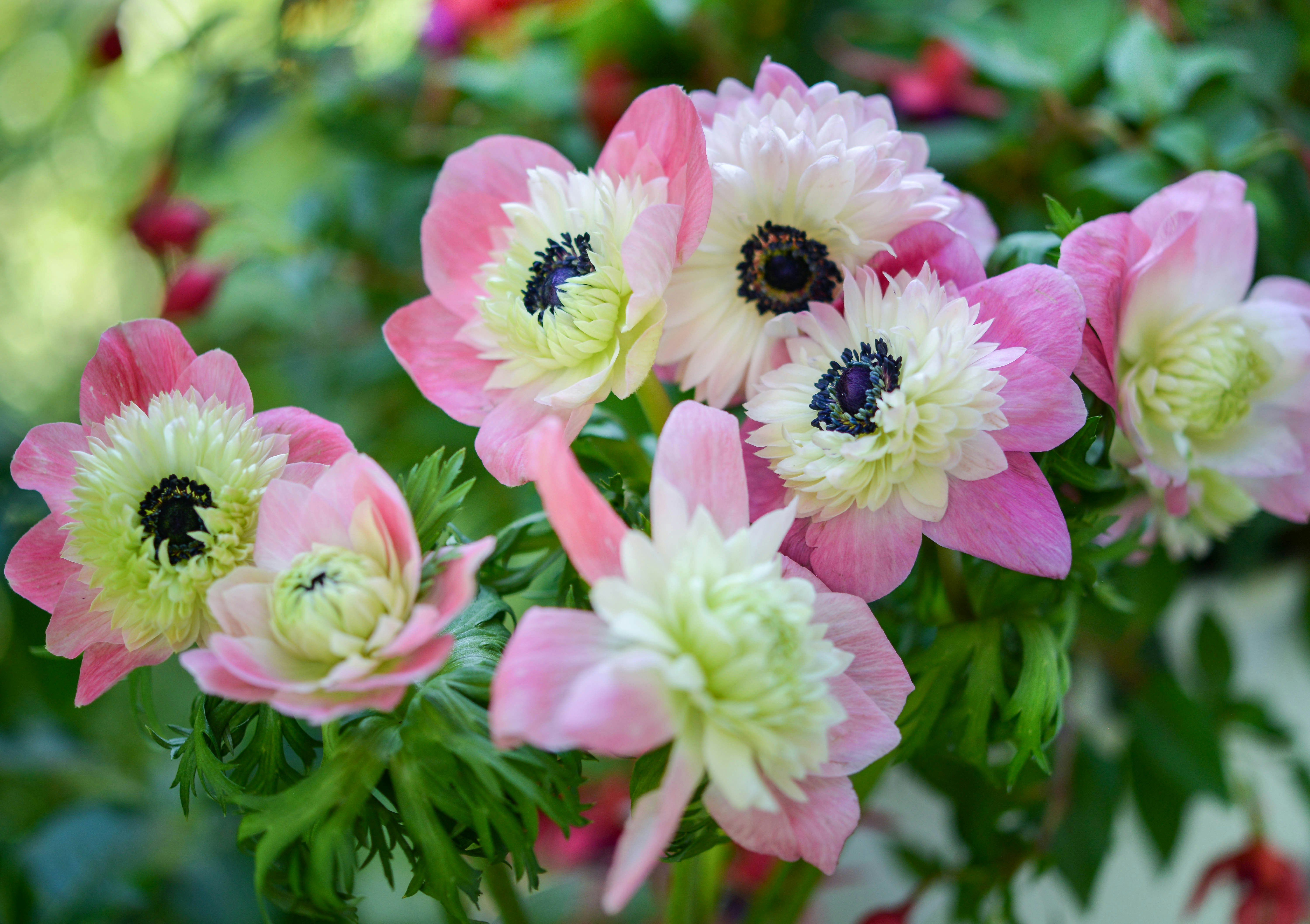Petals of Dawn: Soft Pink Anemones Whisper in a Garden Bloom