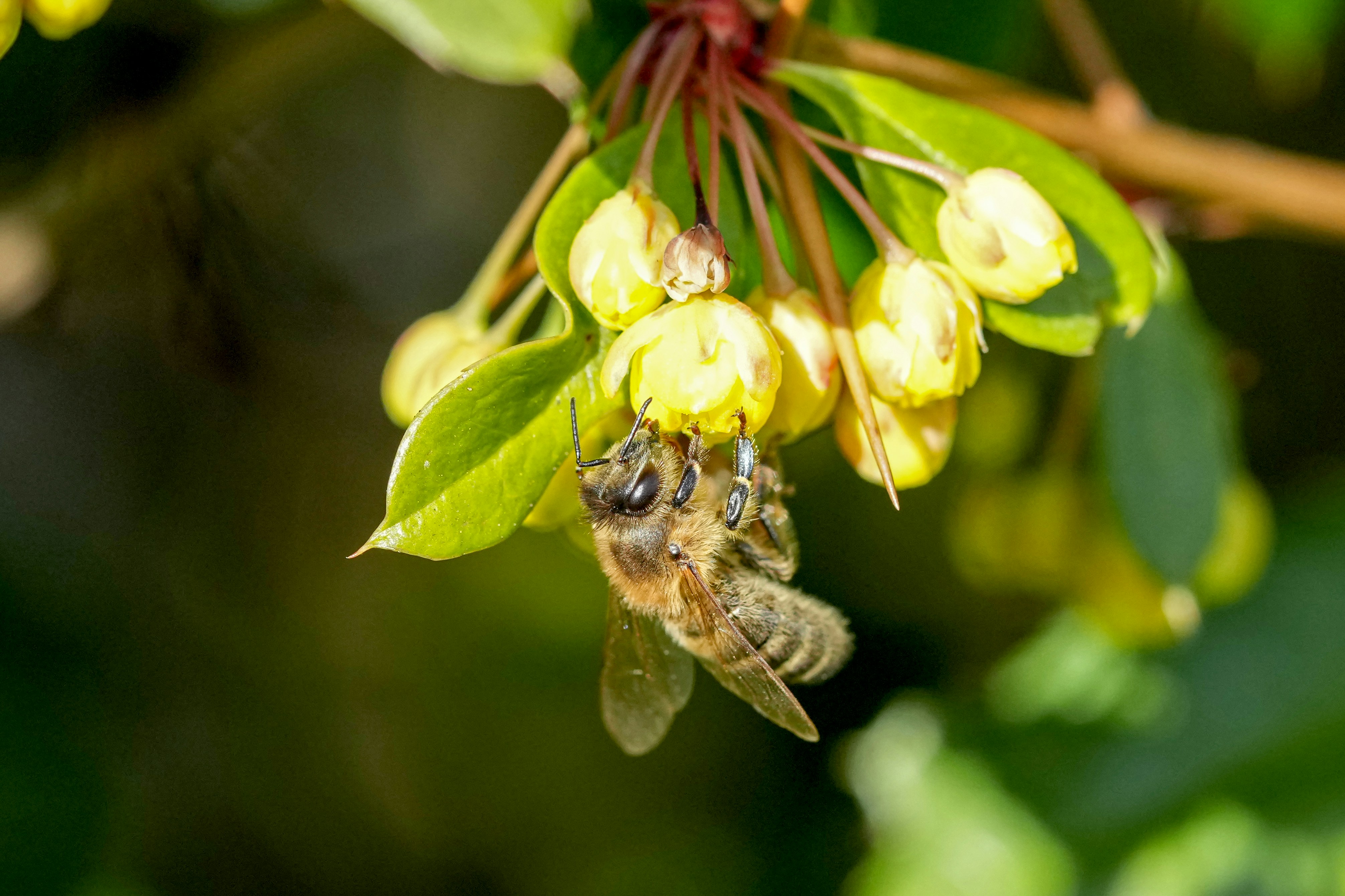 A bee collecting nectar from yellow flowers on a branch.
