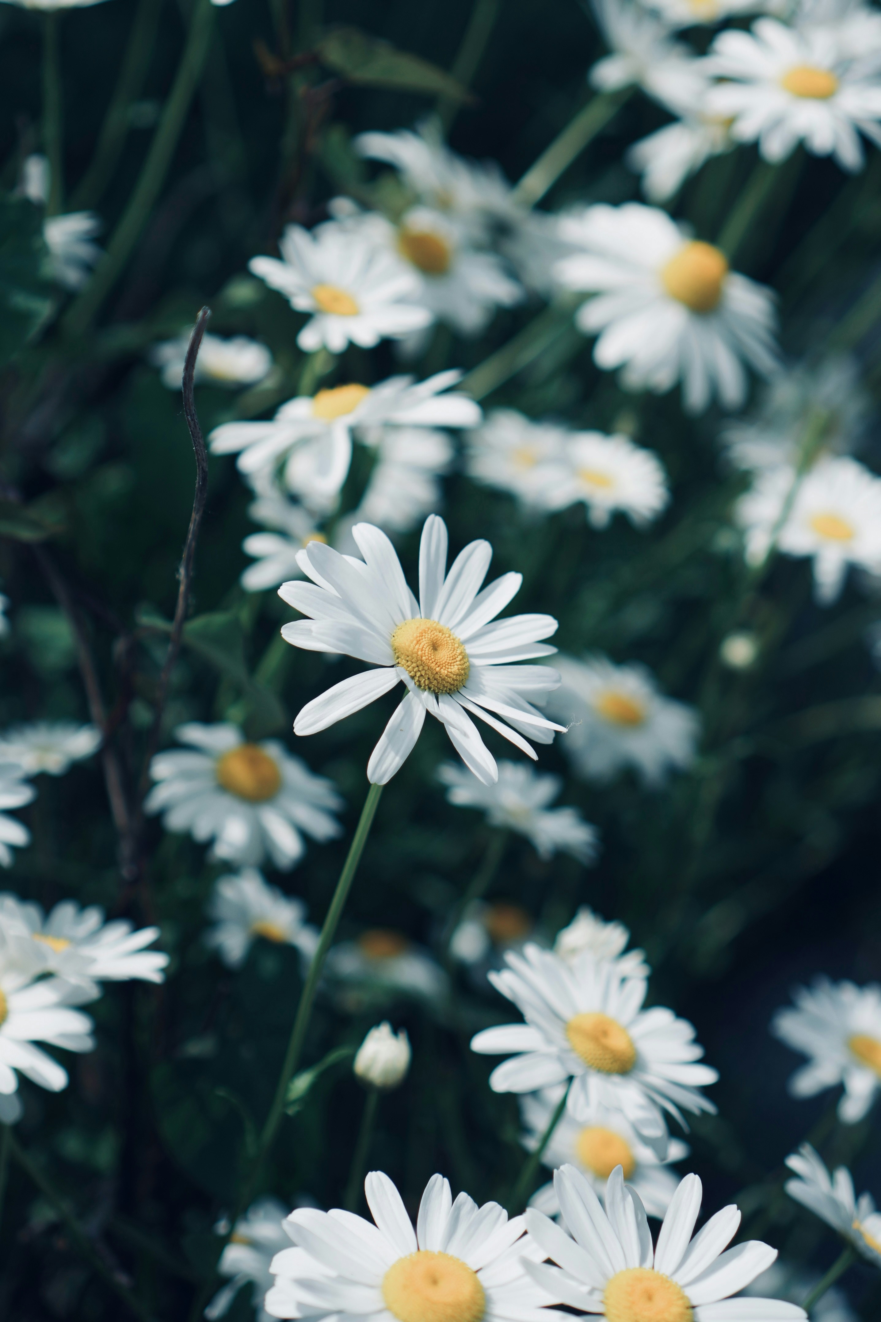 A field of white daisies with yellow centers.