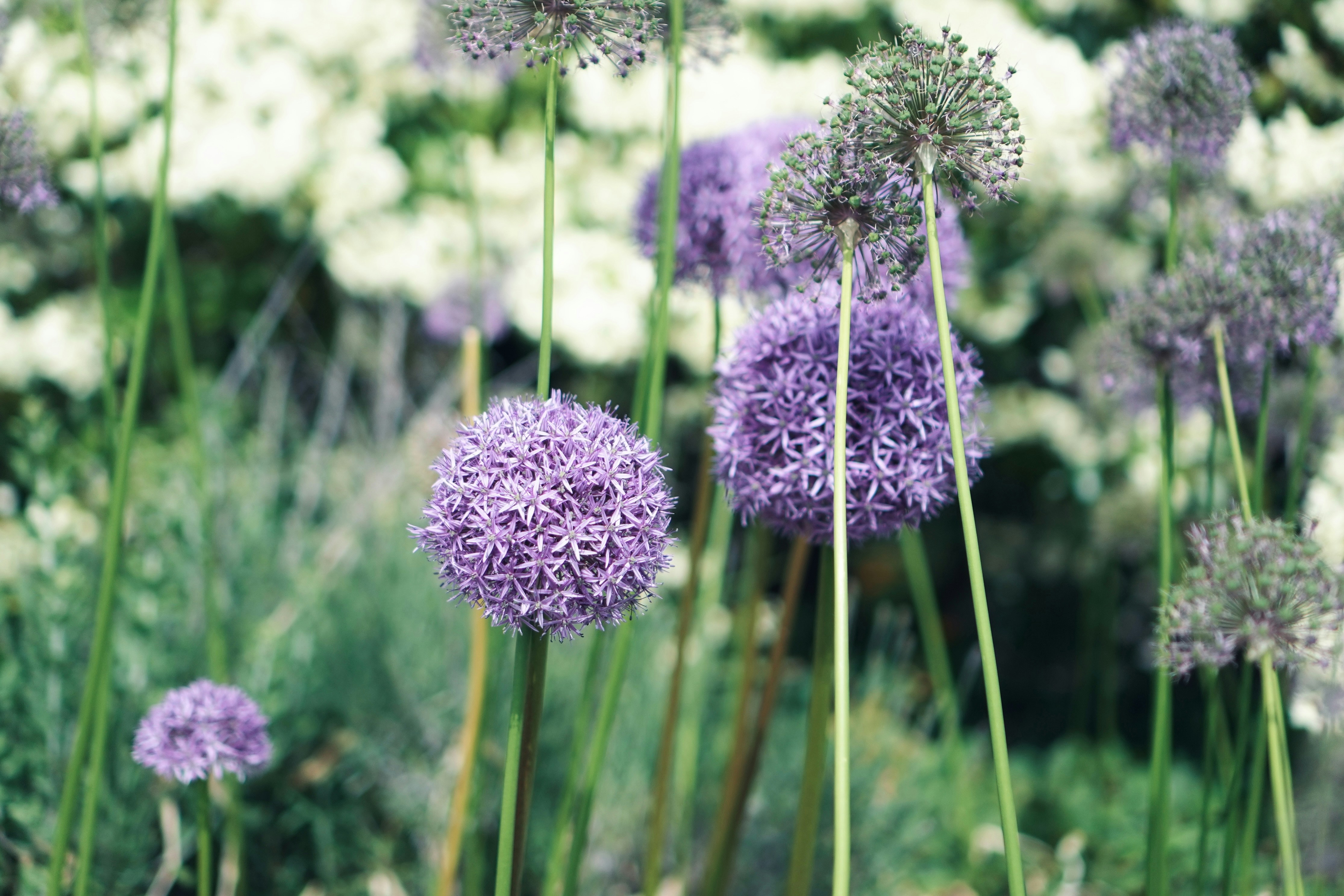 Lavender Icicles: Spheres of Soft Purple in a Sunlit Meadow