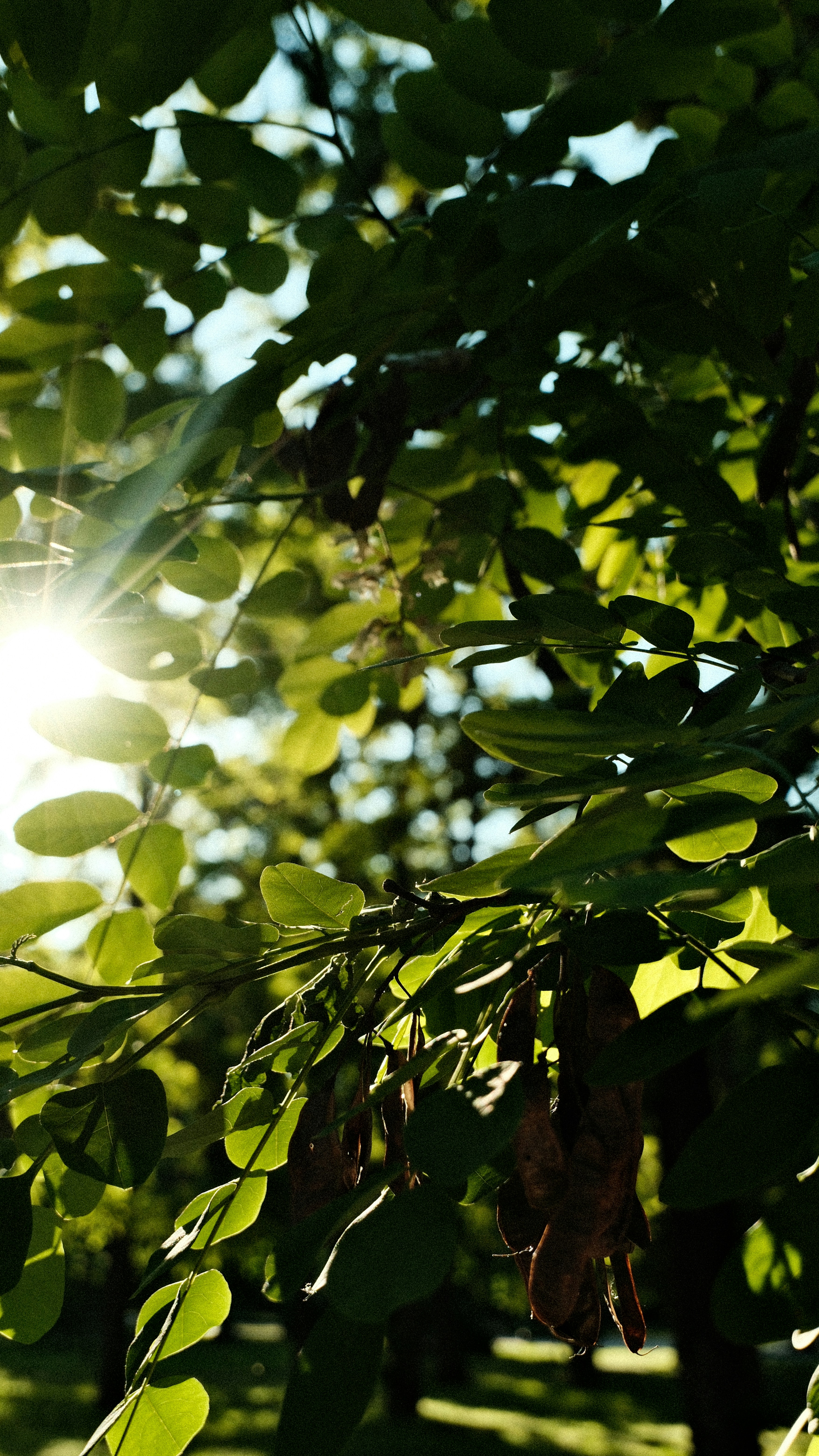 Sunlight filtering through green tree leaves and seed pods.