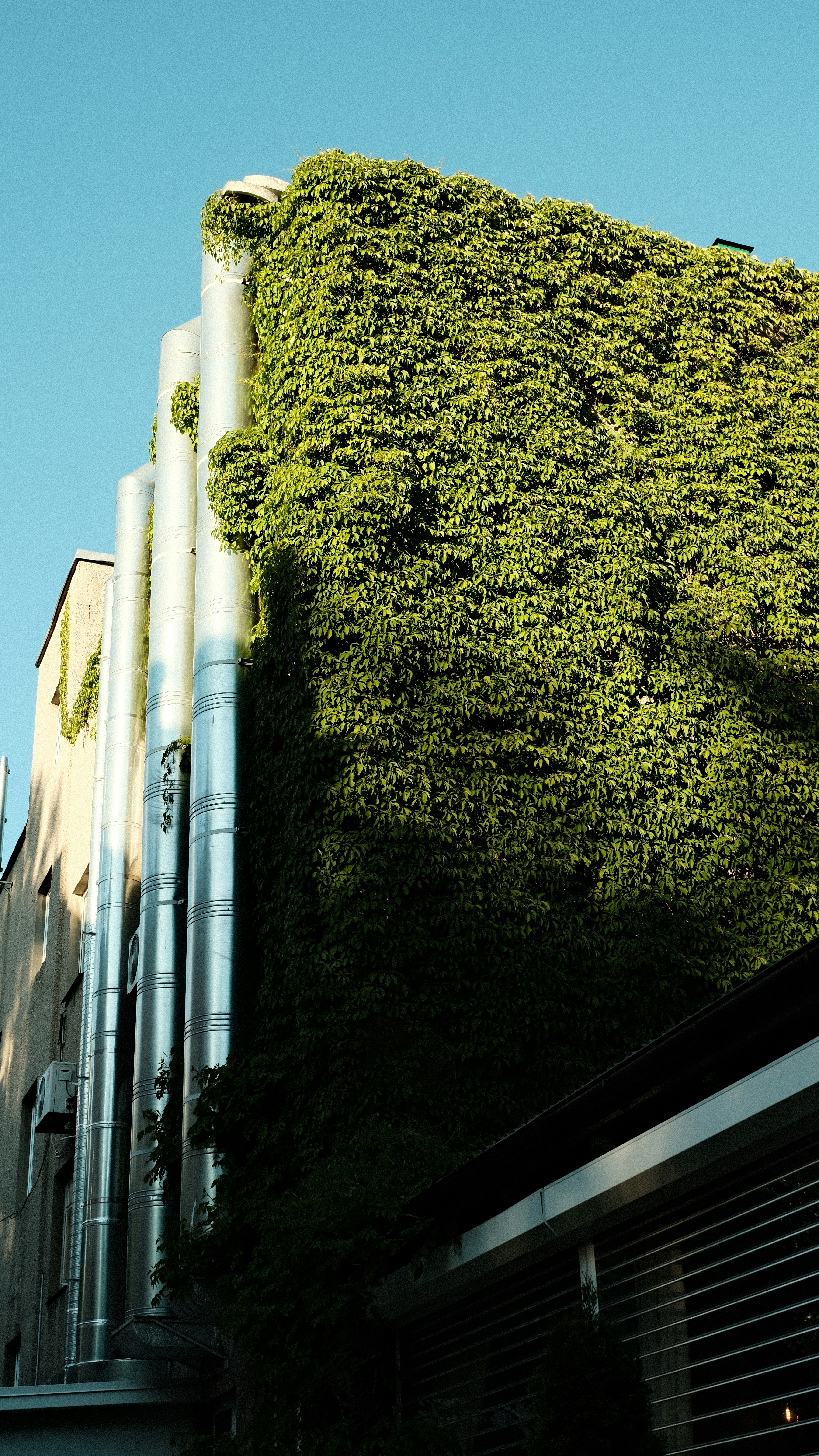 Green ivy covers a building wall with silver pipes.