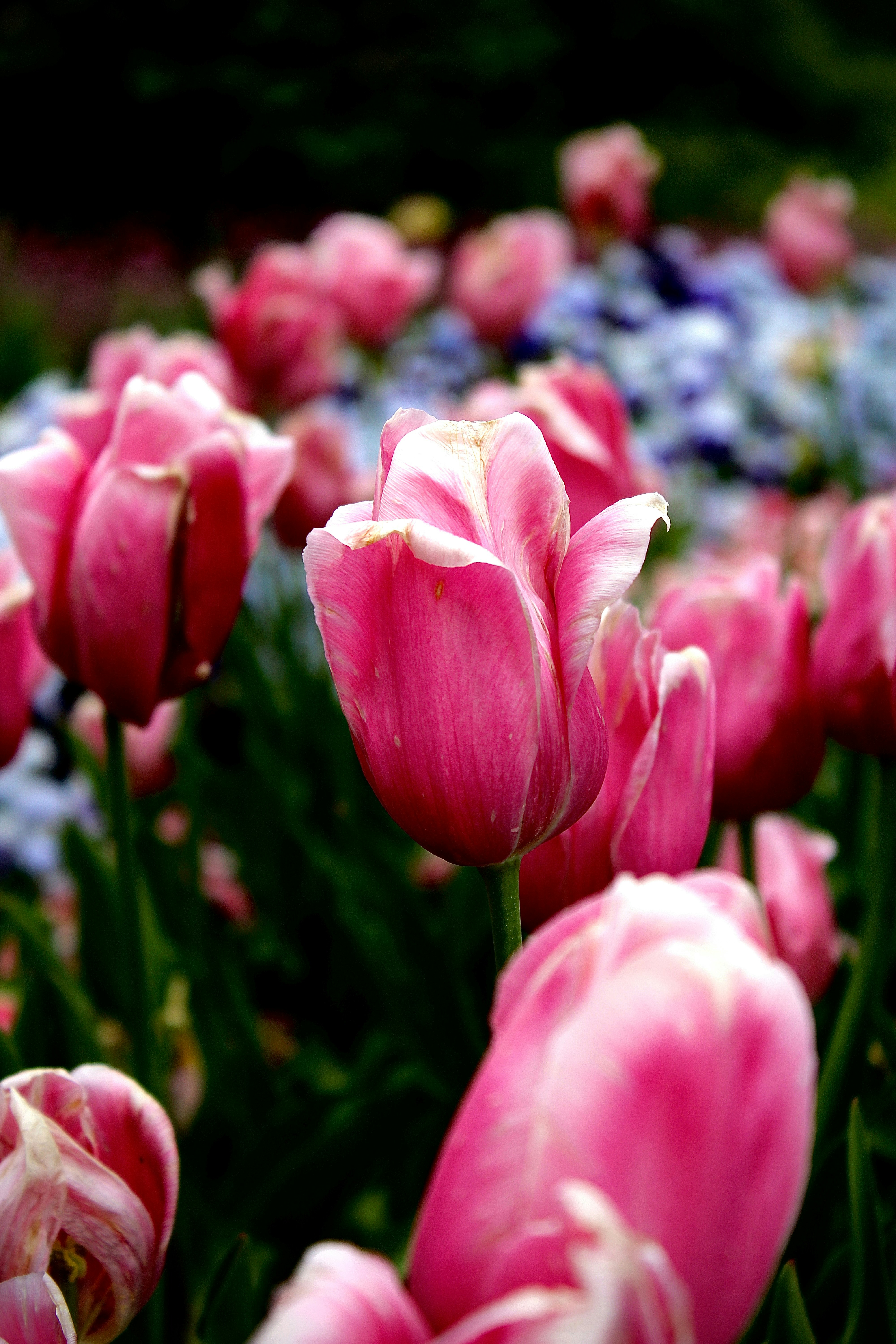 Pink Tulip in Focus: A Close Manhattan of Petals
