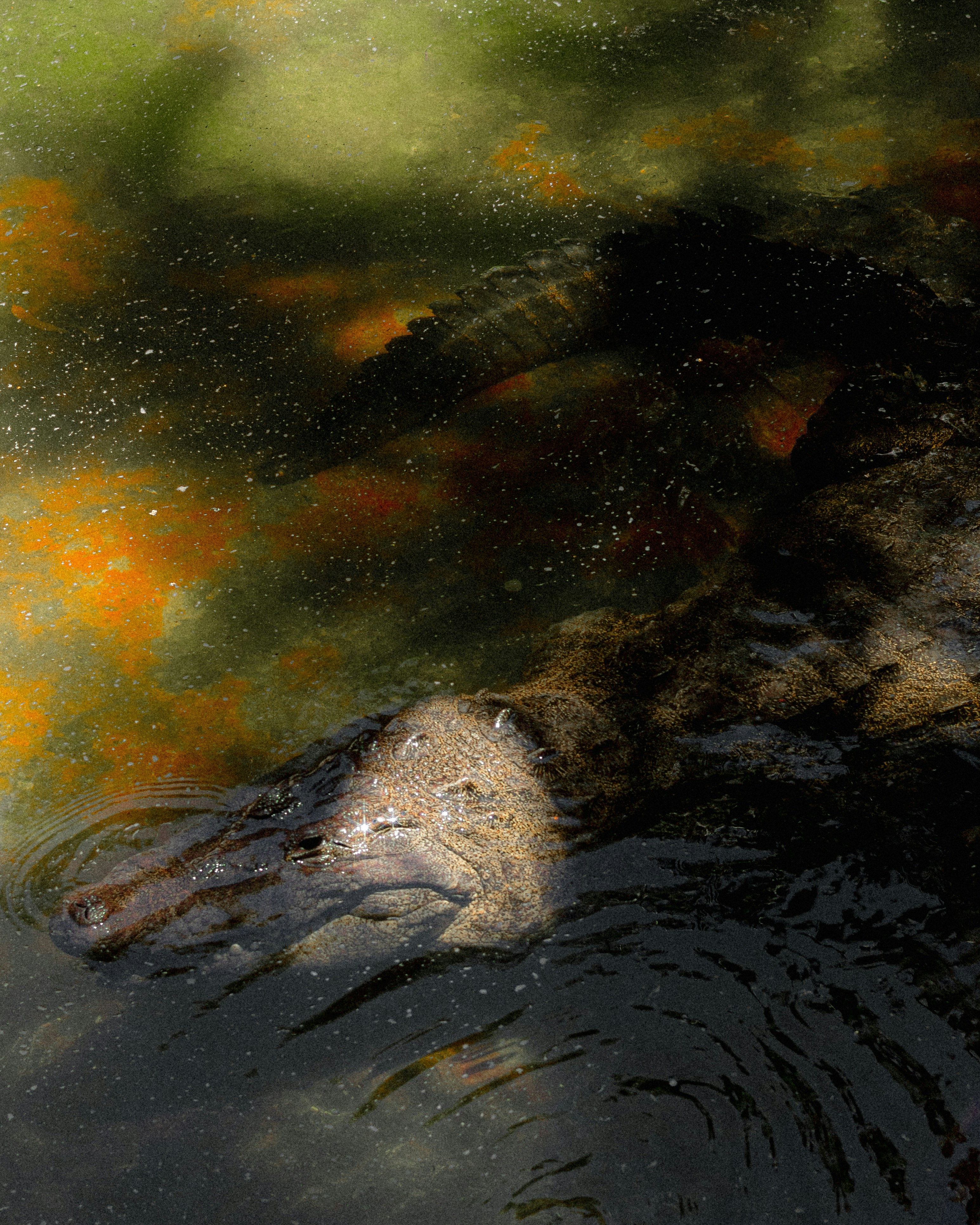 Crocodilian Glide: A Glistening Wake in Still Water