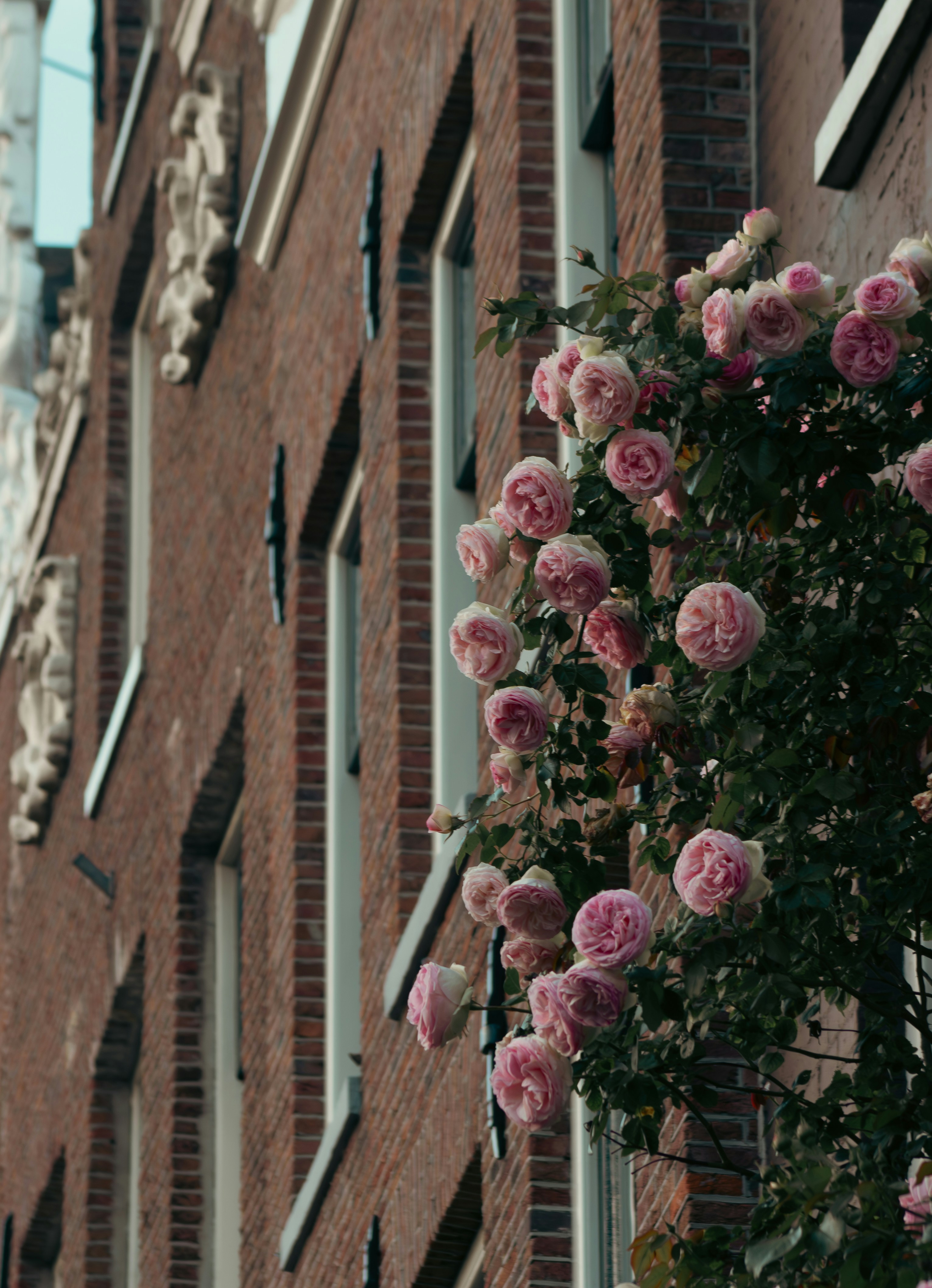 Pink Rose Cascade Over a Brick Arcade