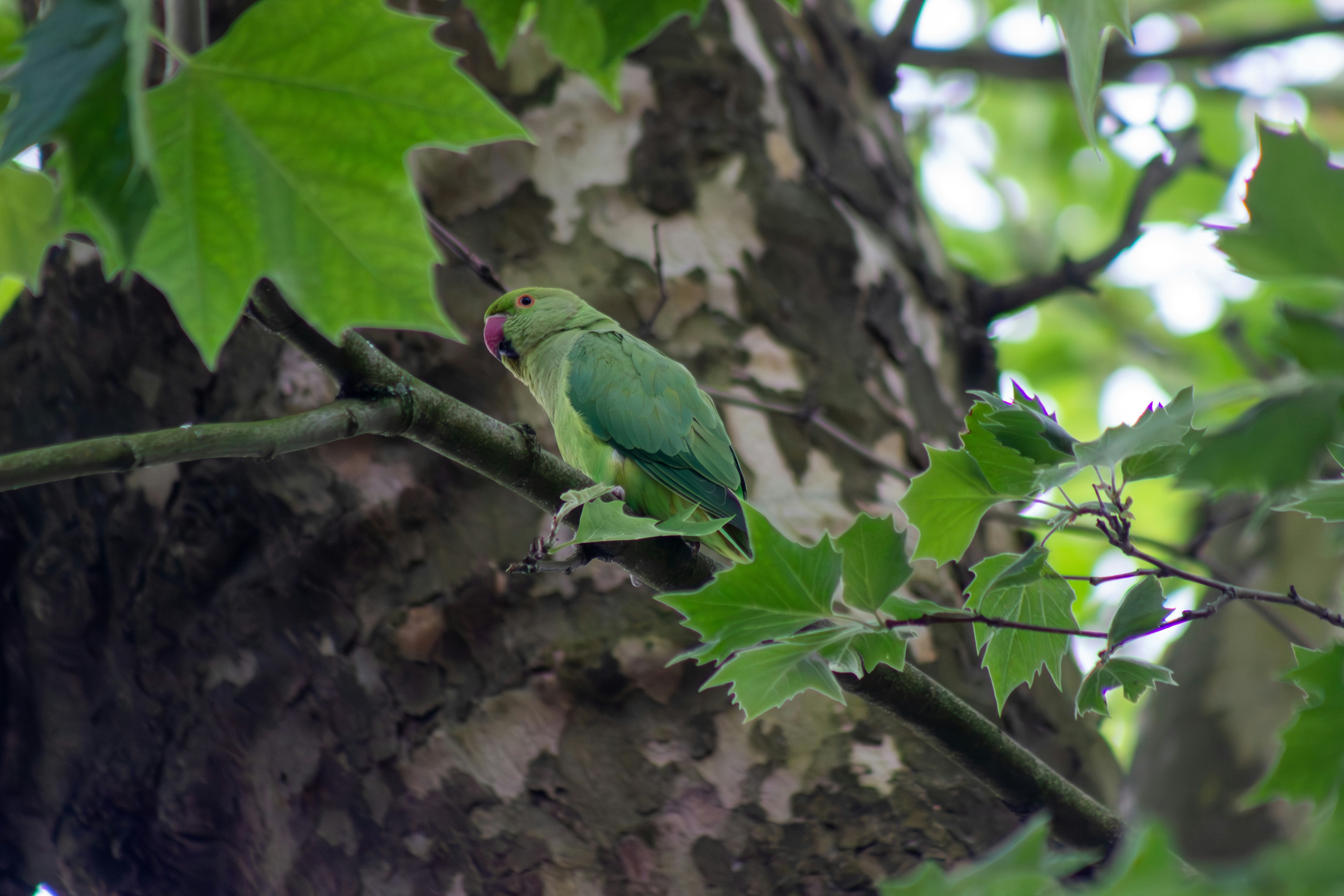 Emerald Chirp: A Green Parrot on a Sunlit Branch