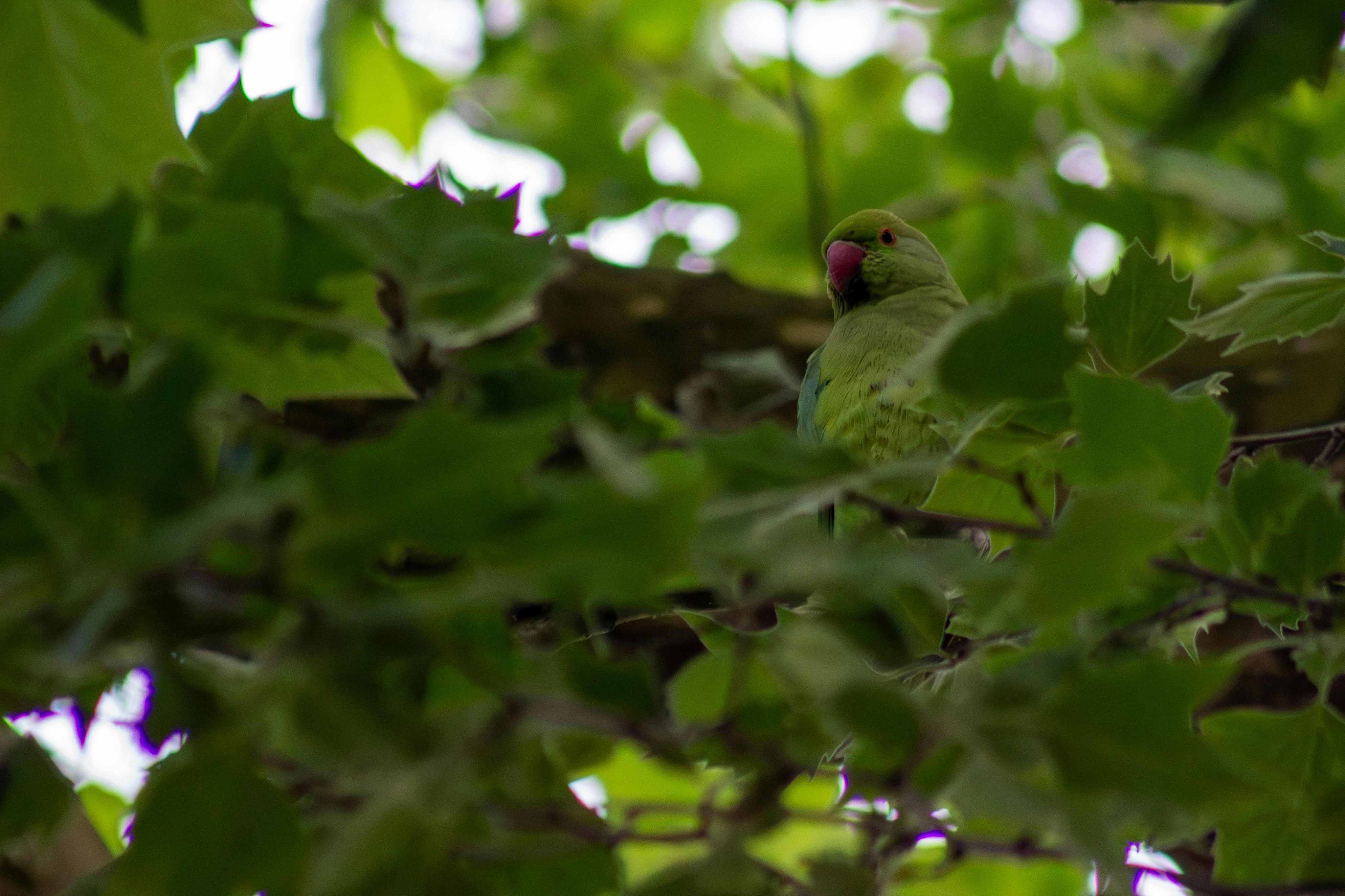 Hidden Green Parrot Amid Leafy Canopy