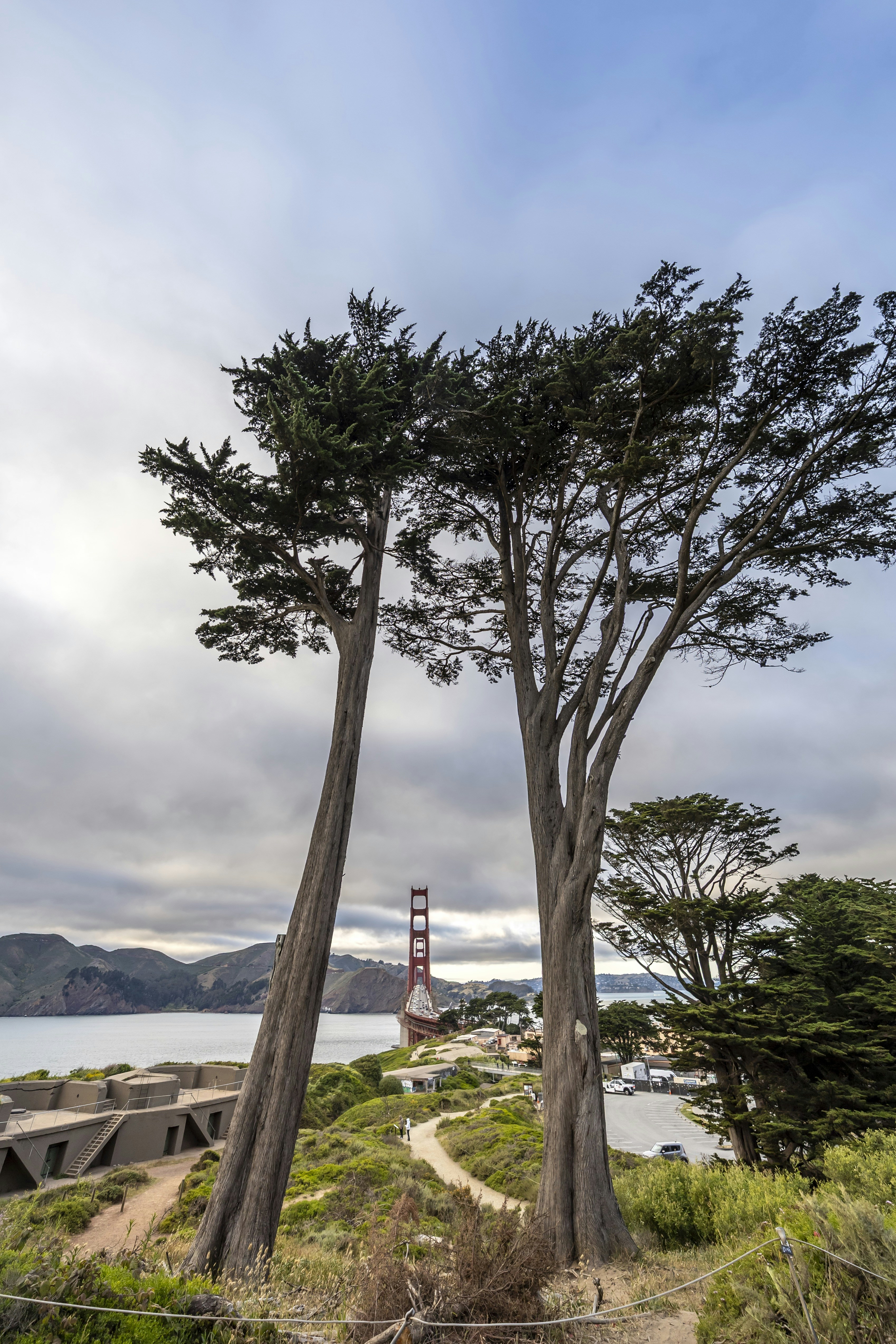 Ancient Pines Framing the Golden Gate Vista