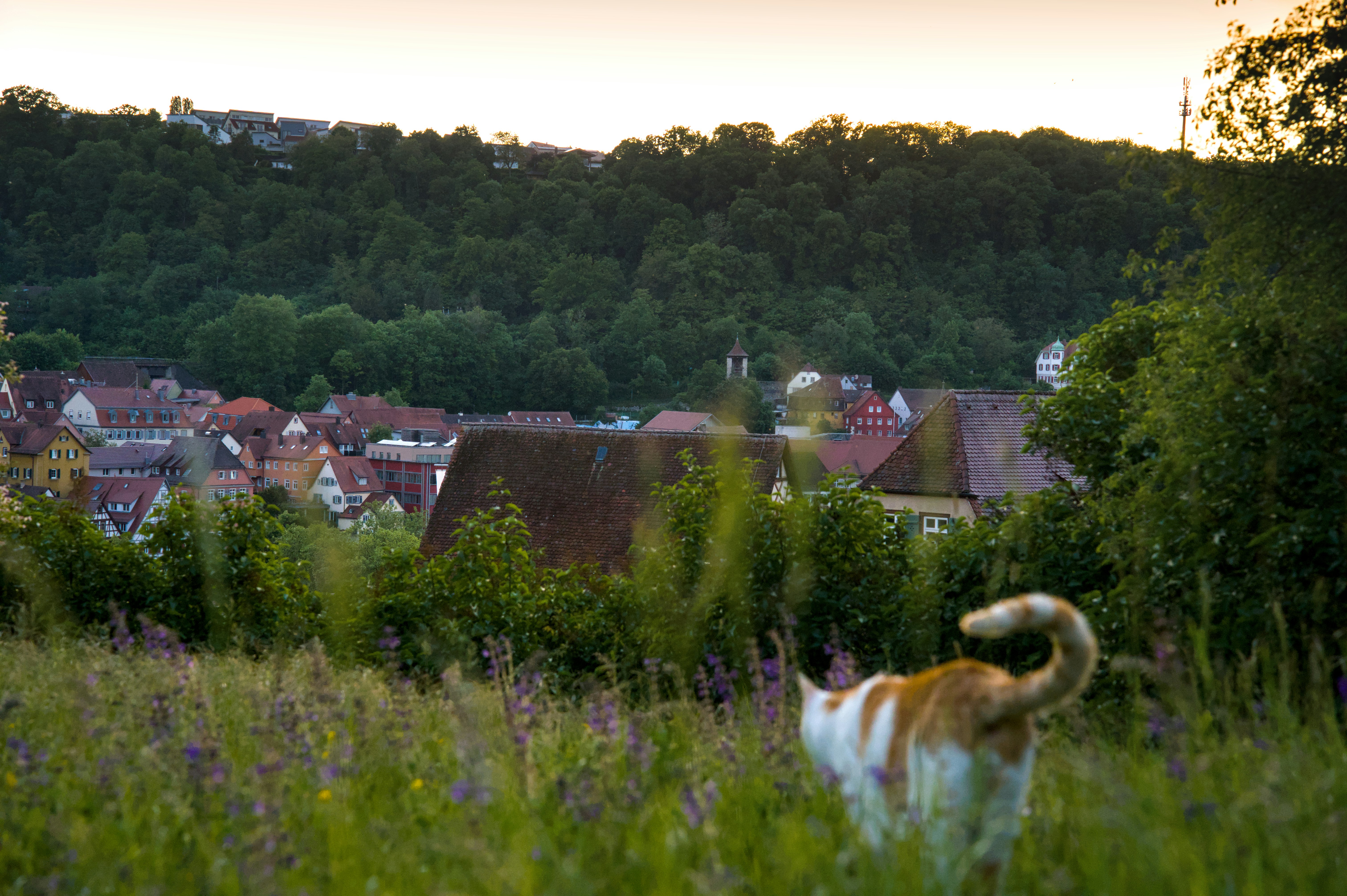 Hillside Village in Bloom, with a Curving Tail in the foreground