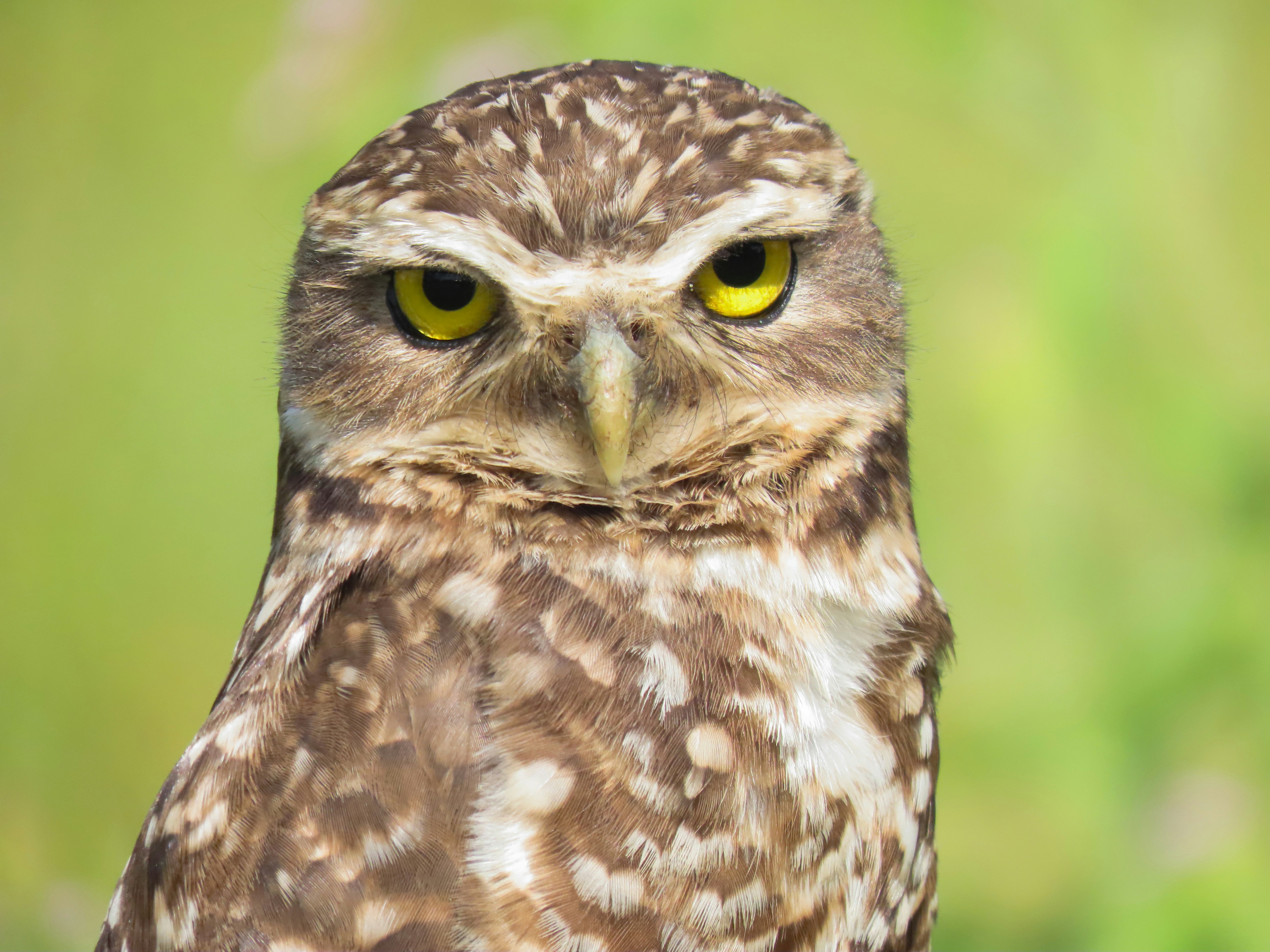 Intent Eyes: A Burrowing Owl Stares Down the Lens