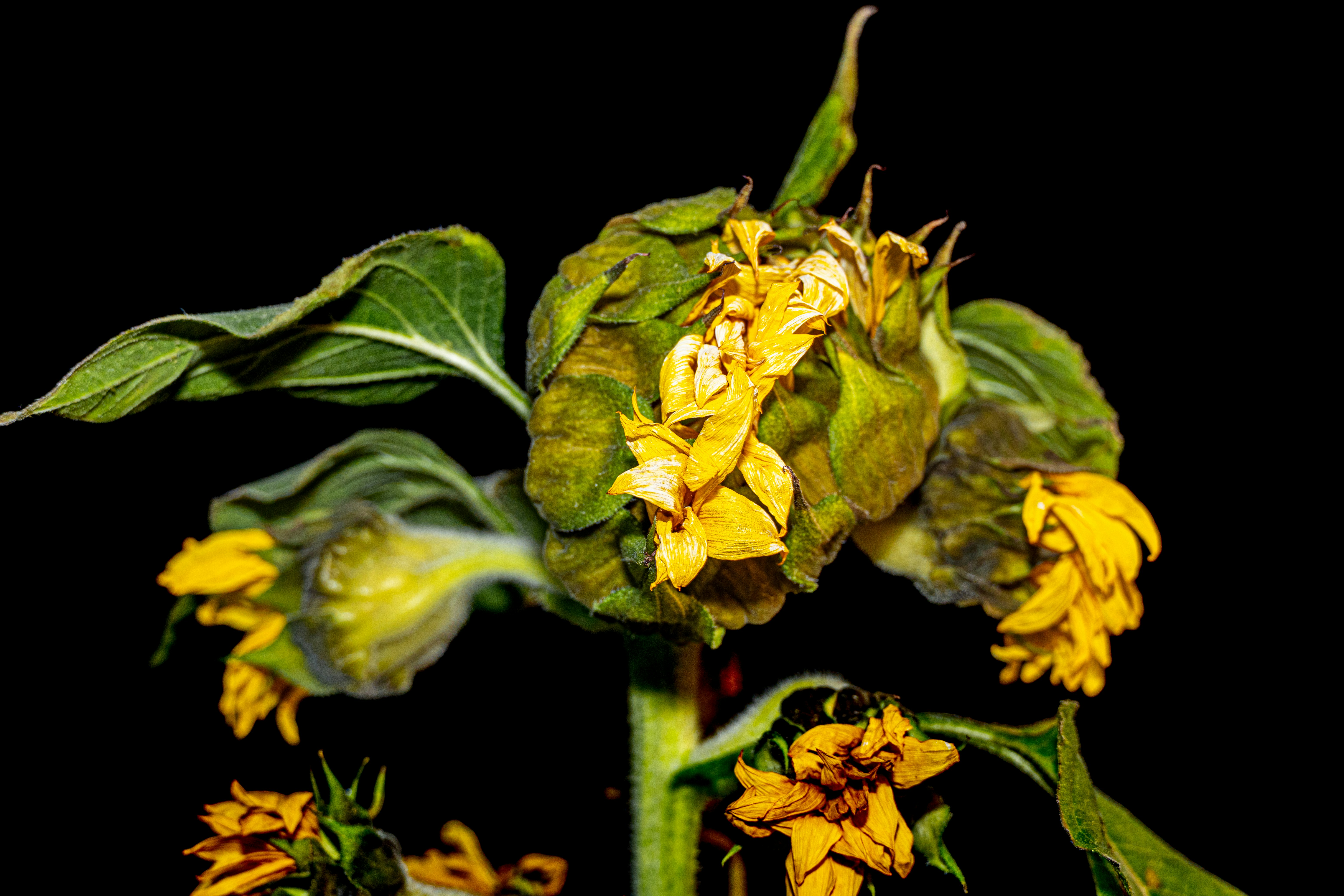 Withered Sunflower Still Life under Velvet Darkness
