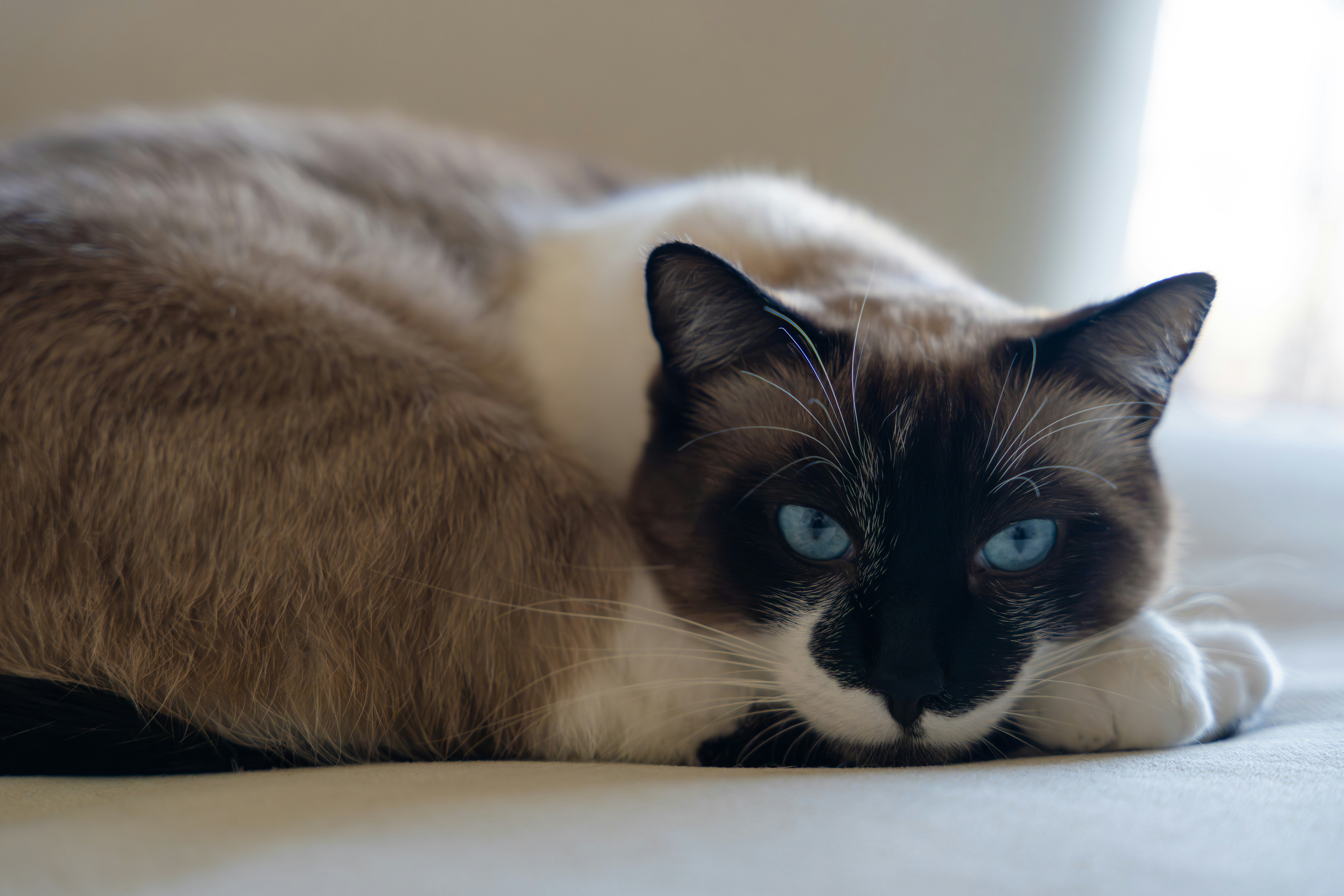 Silken Slumber: Blue-Eyed Cat Resting in Soft Light