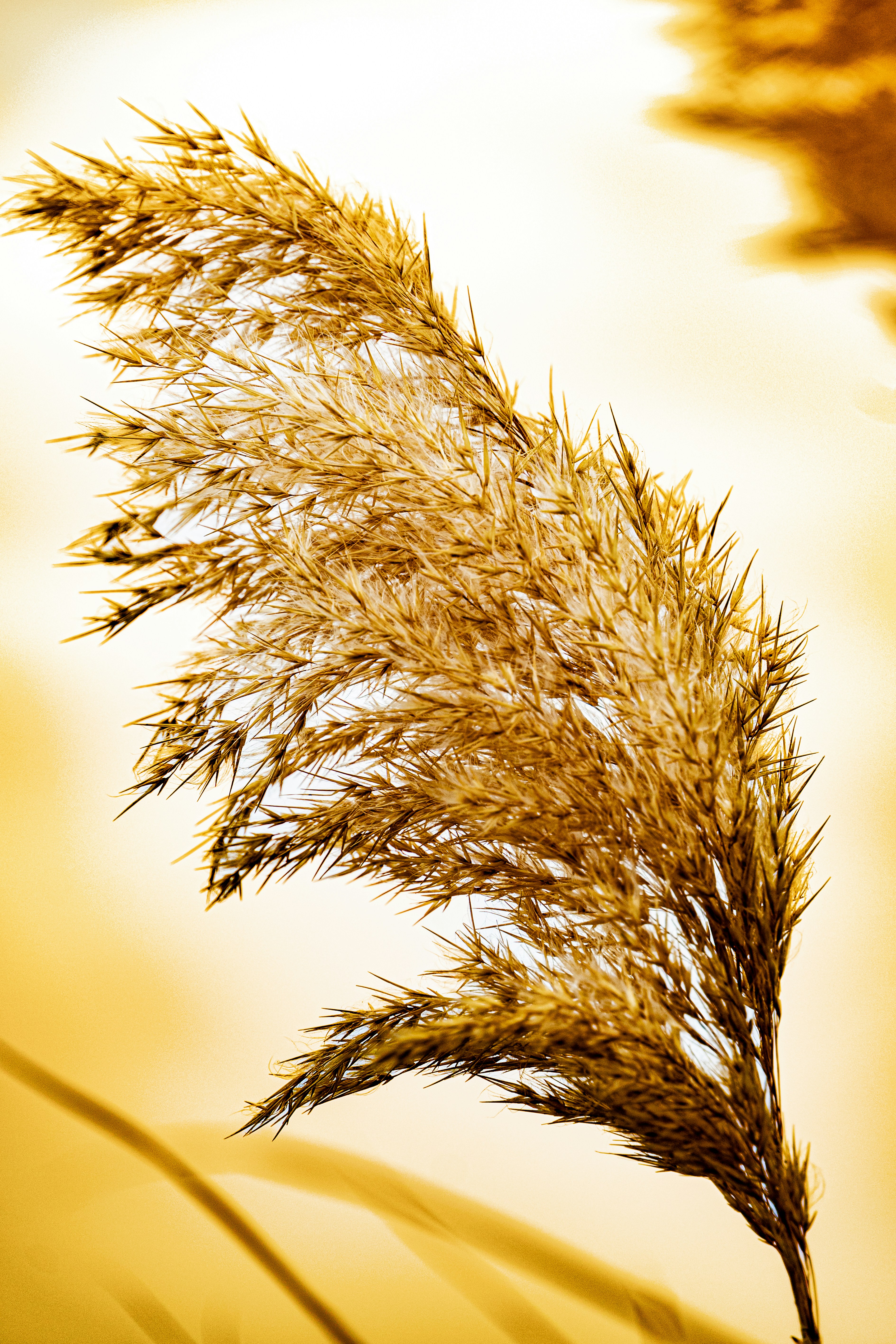 Golden Plume: a close-up of sunlit reed head bending in the breeze