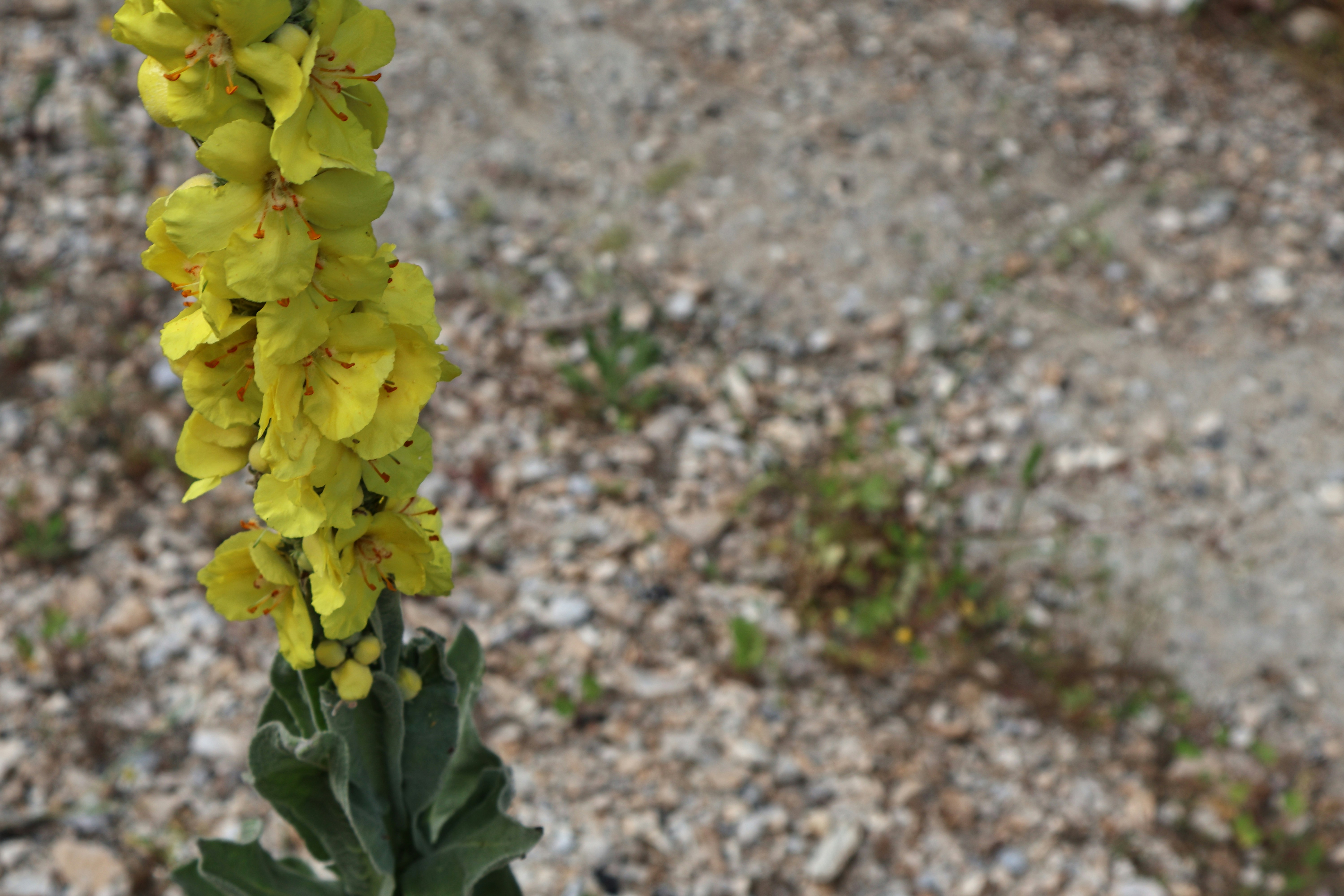 Morning Glow: Close-Up of a Yellow Flower Spike Against Gravel