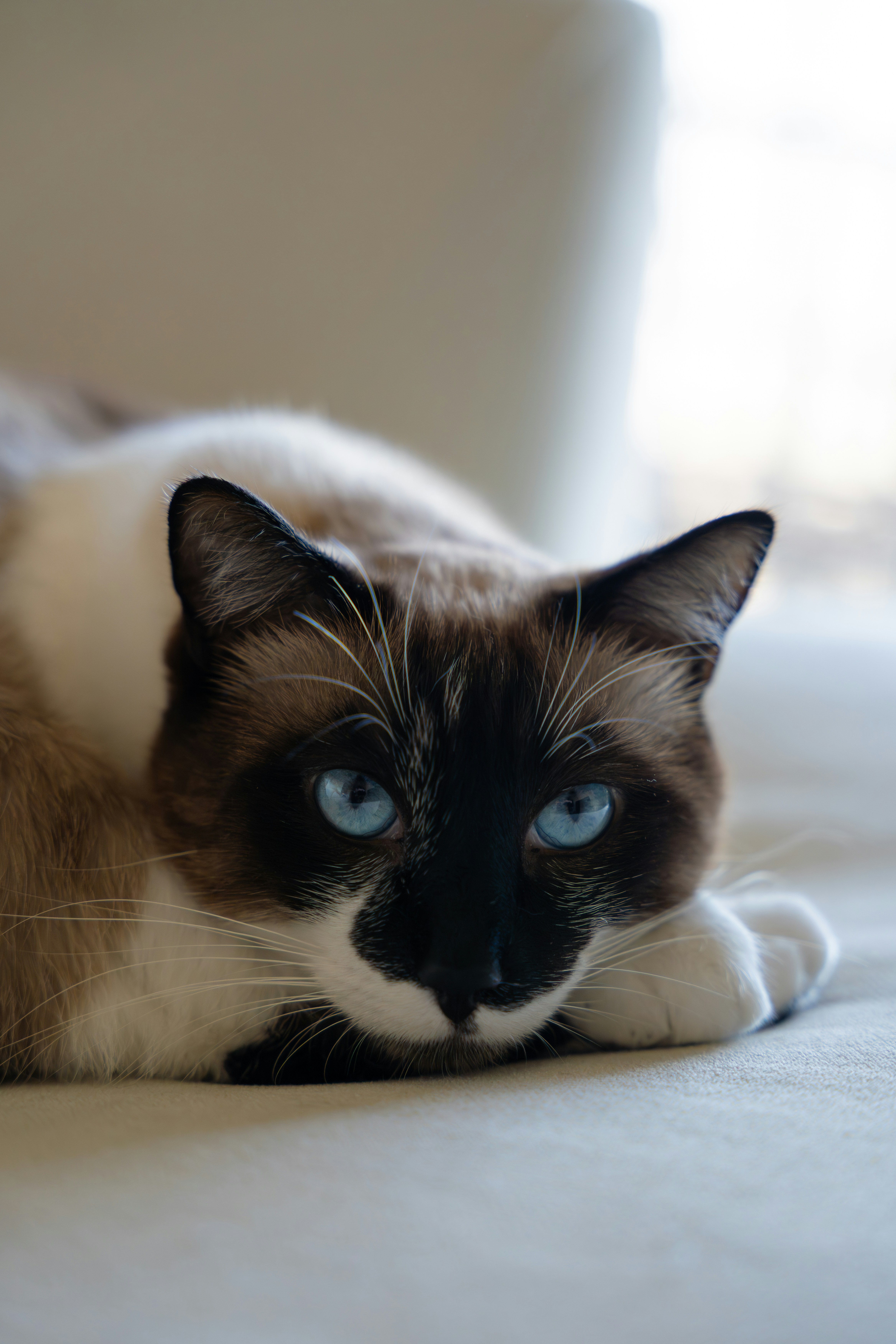 Blue-Eyed Quiet: a Siamese Cat Resting in Soft Light