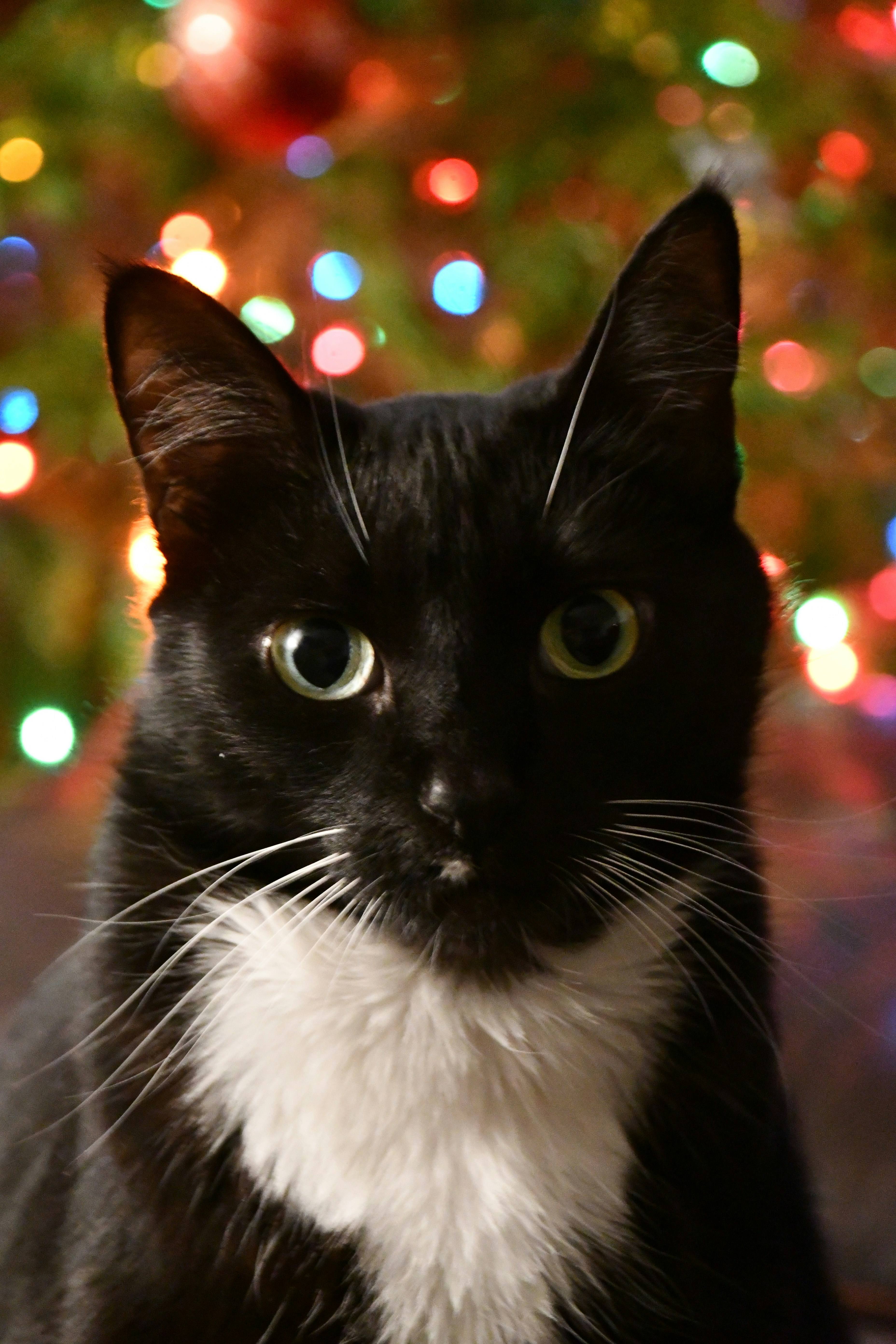 Black-and-White Cat in Front of Colorful Holiday Lights