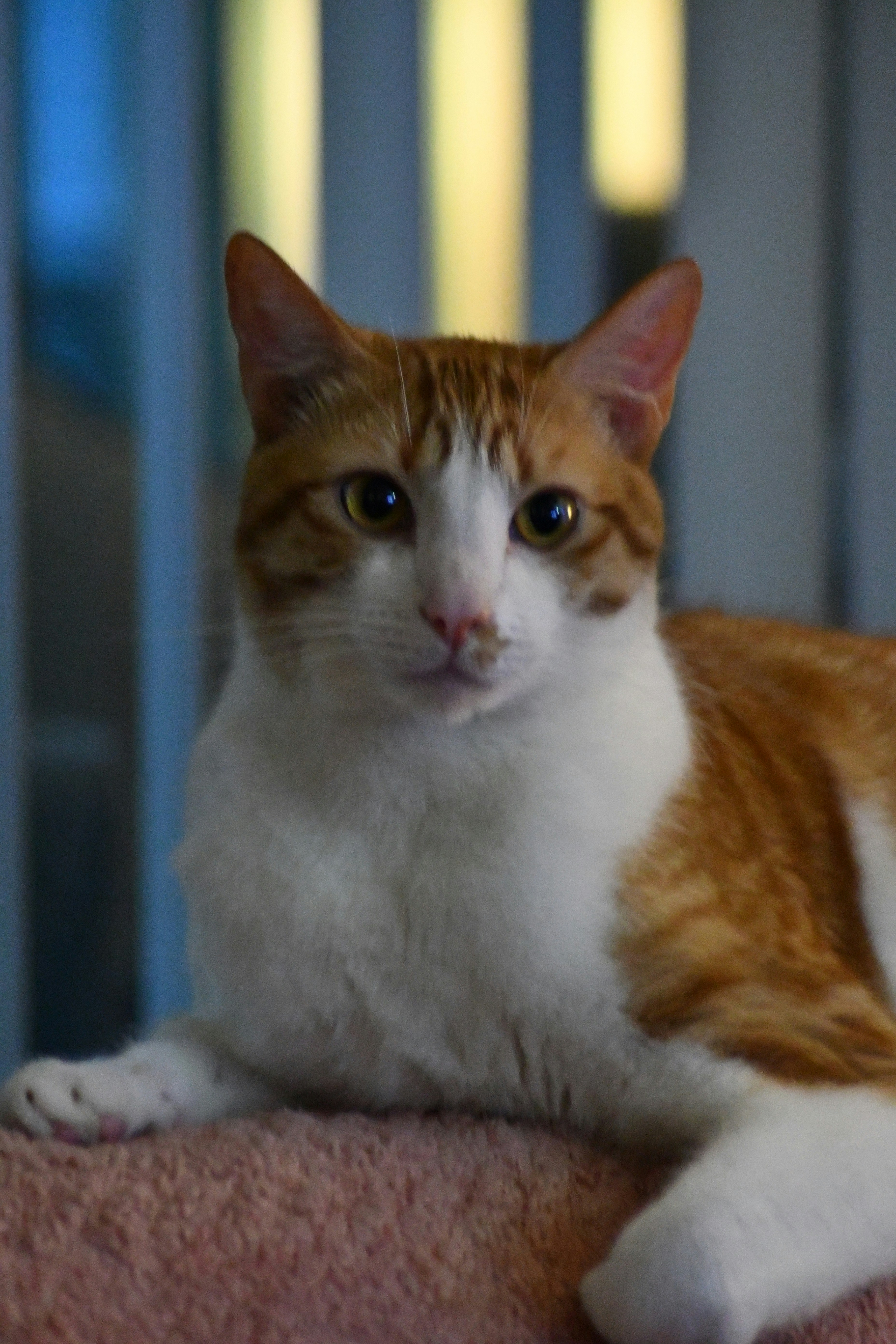 Calico Companion: A Curious Gaze on Soft Rug