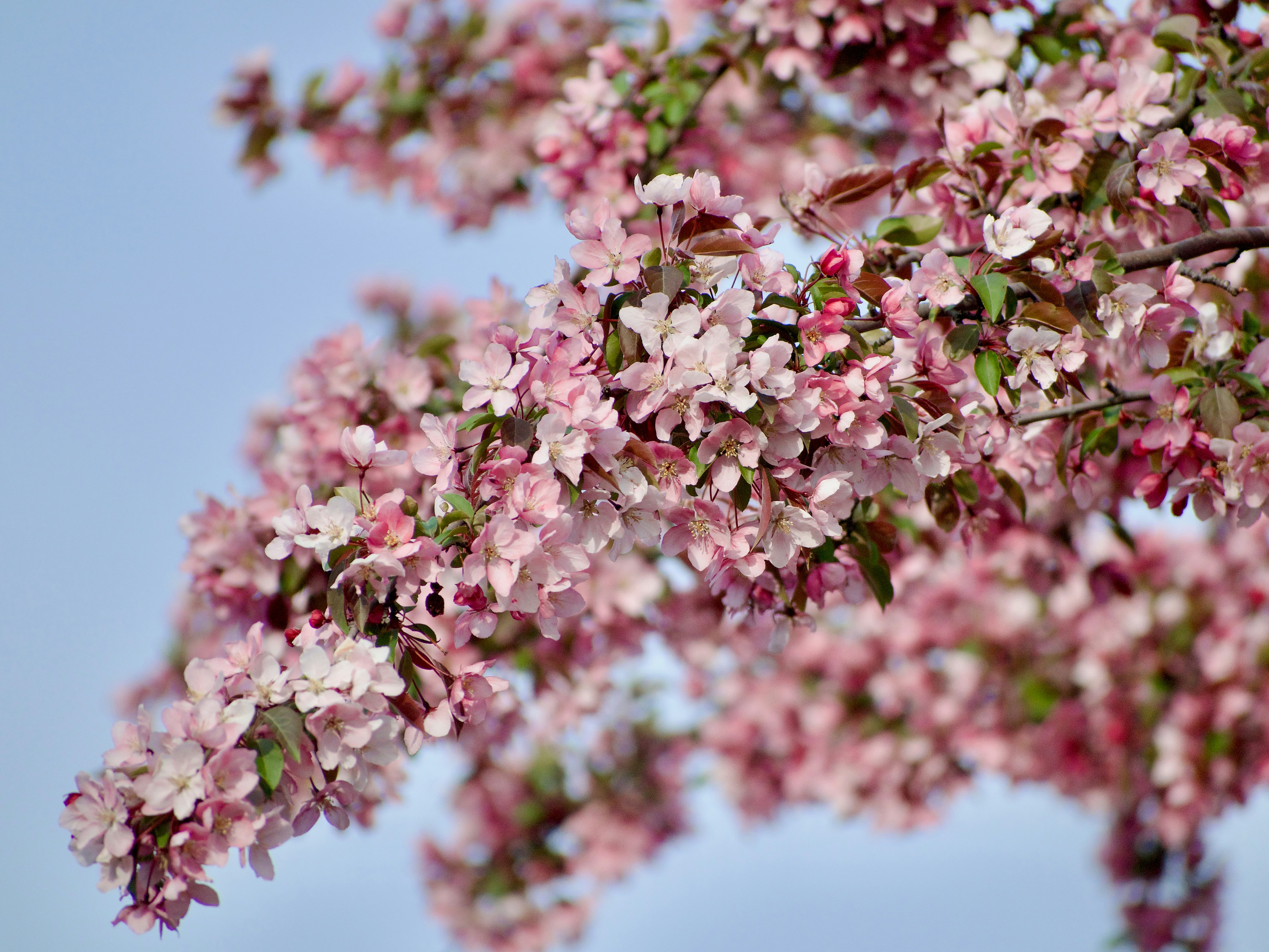 Blossoms in Gentle Focus: A Spring Branch Framed by Sky