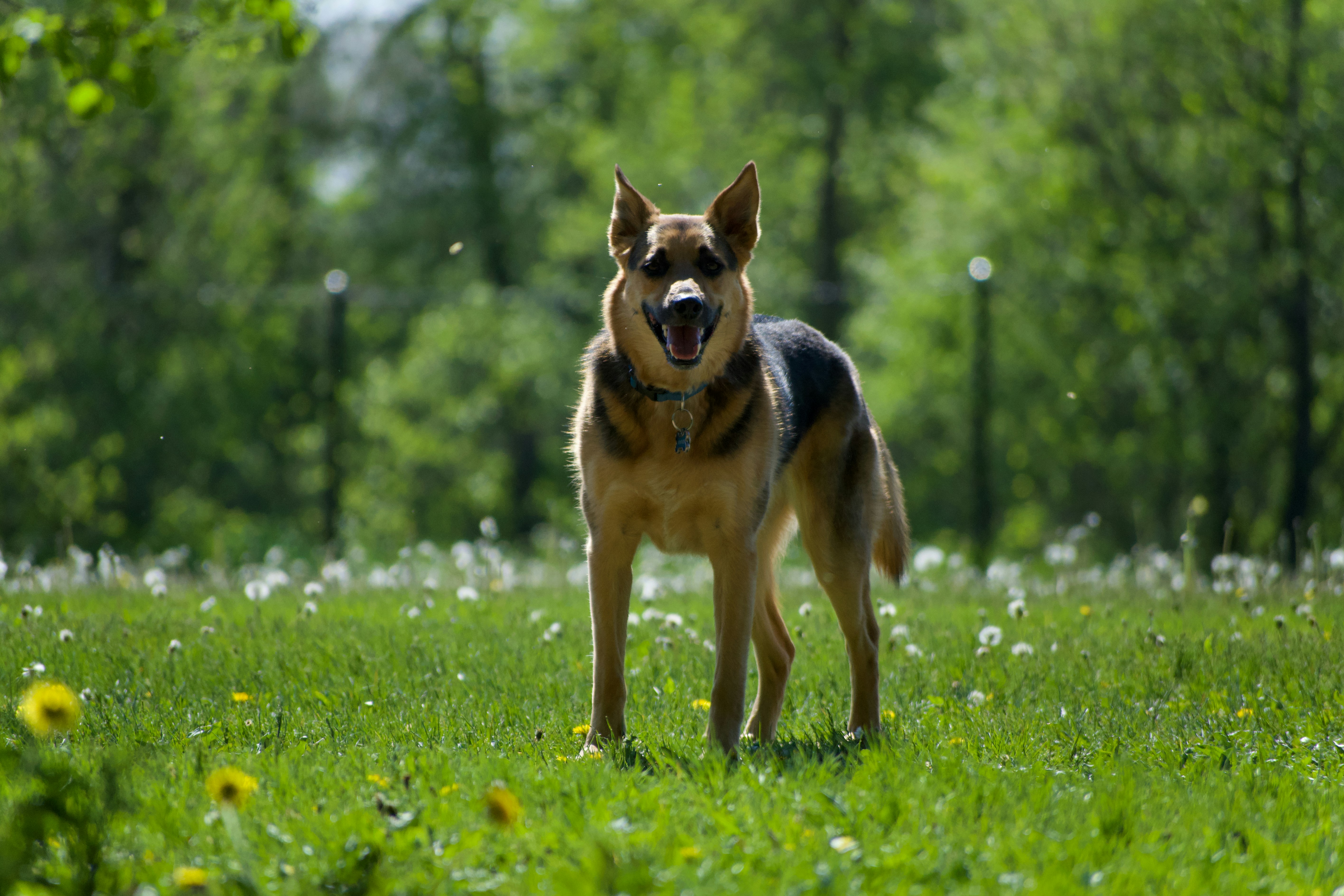 Gleaming-eyed Shepherd in a Sunlit Meadow