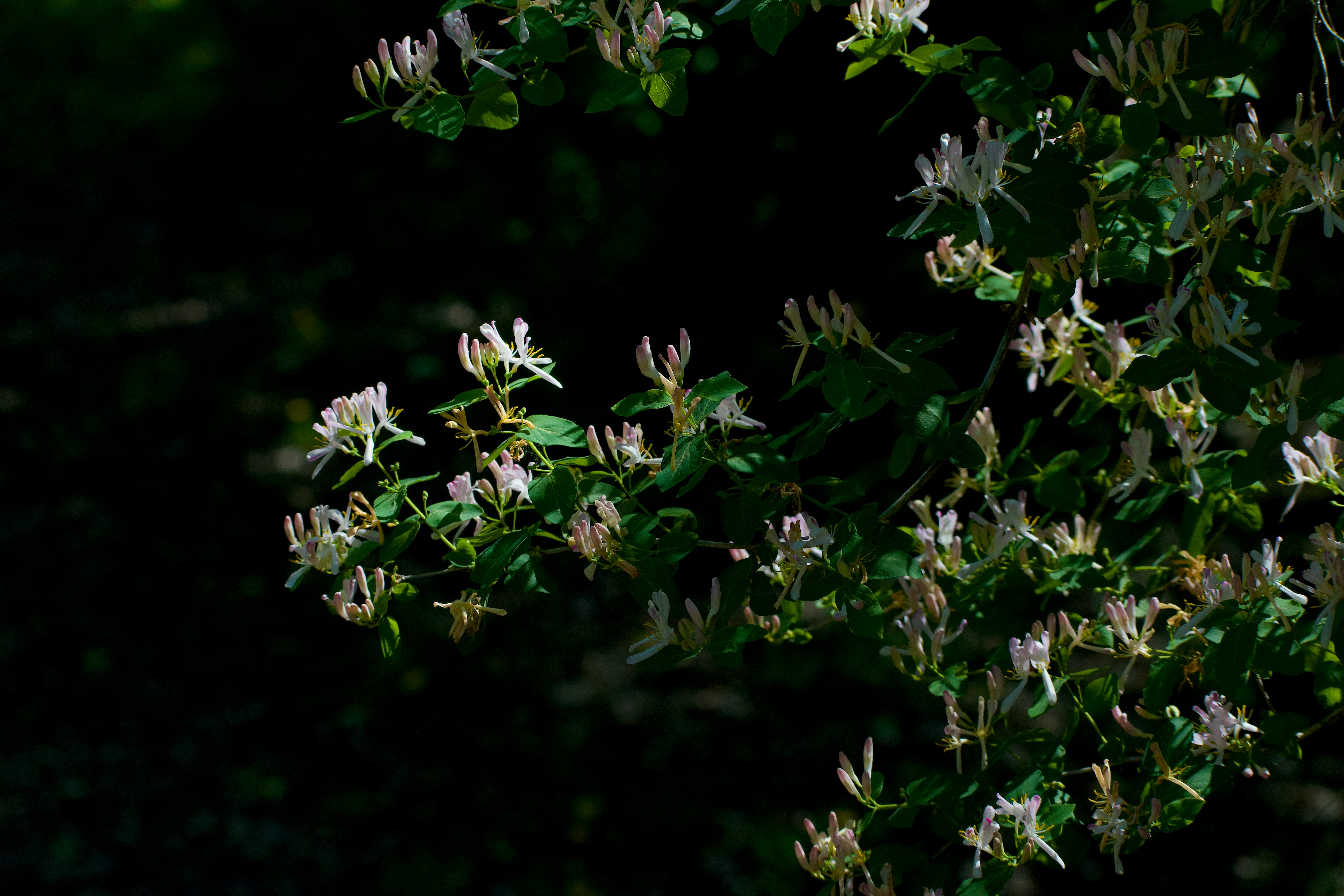 Moonlit Bloom: A Sparse Branch in Dappled Shade