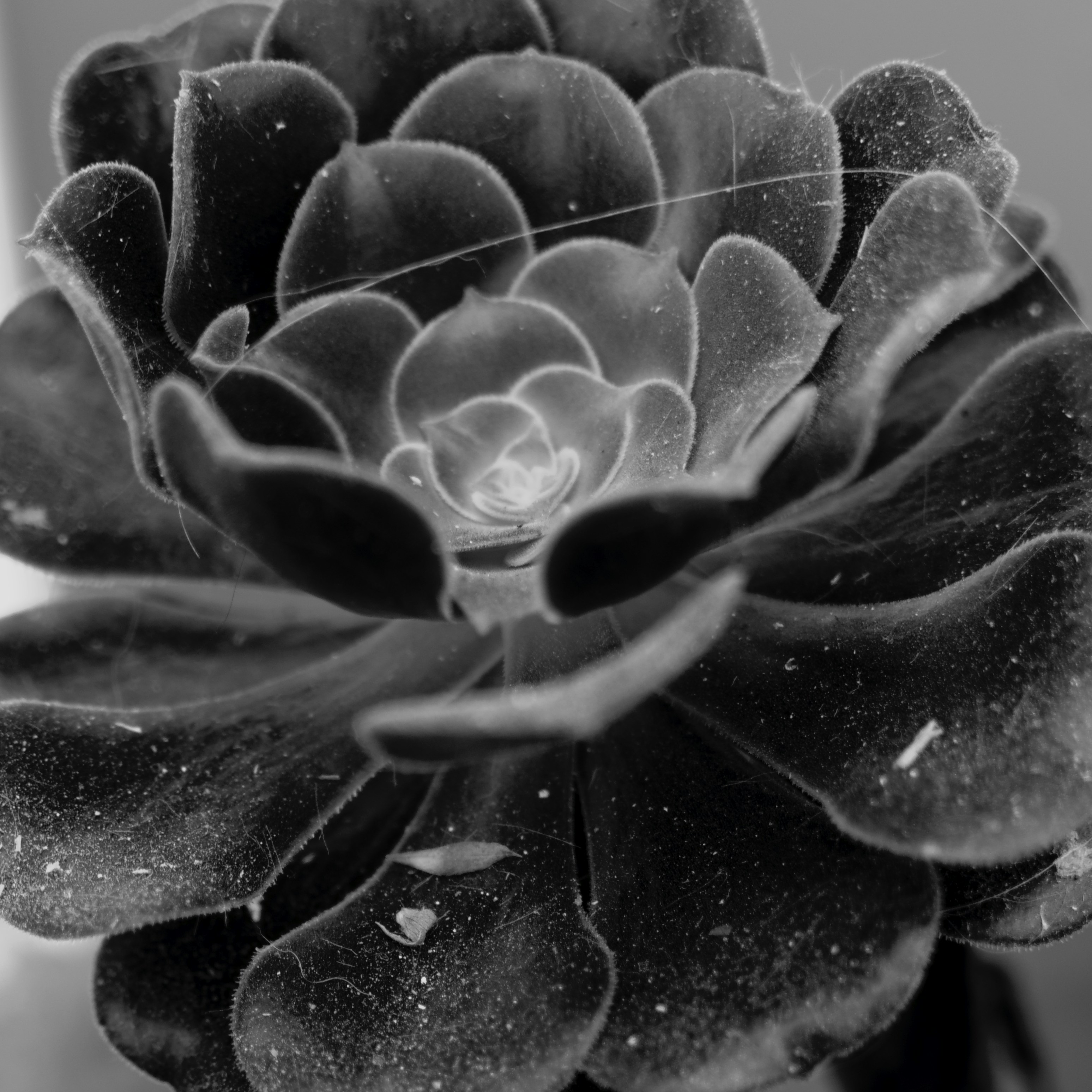 Centered Rosette: A Macro Study in Quiet Texture