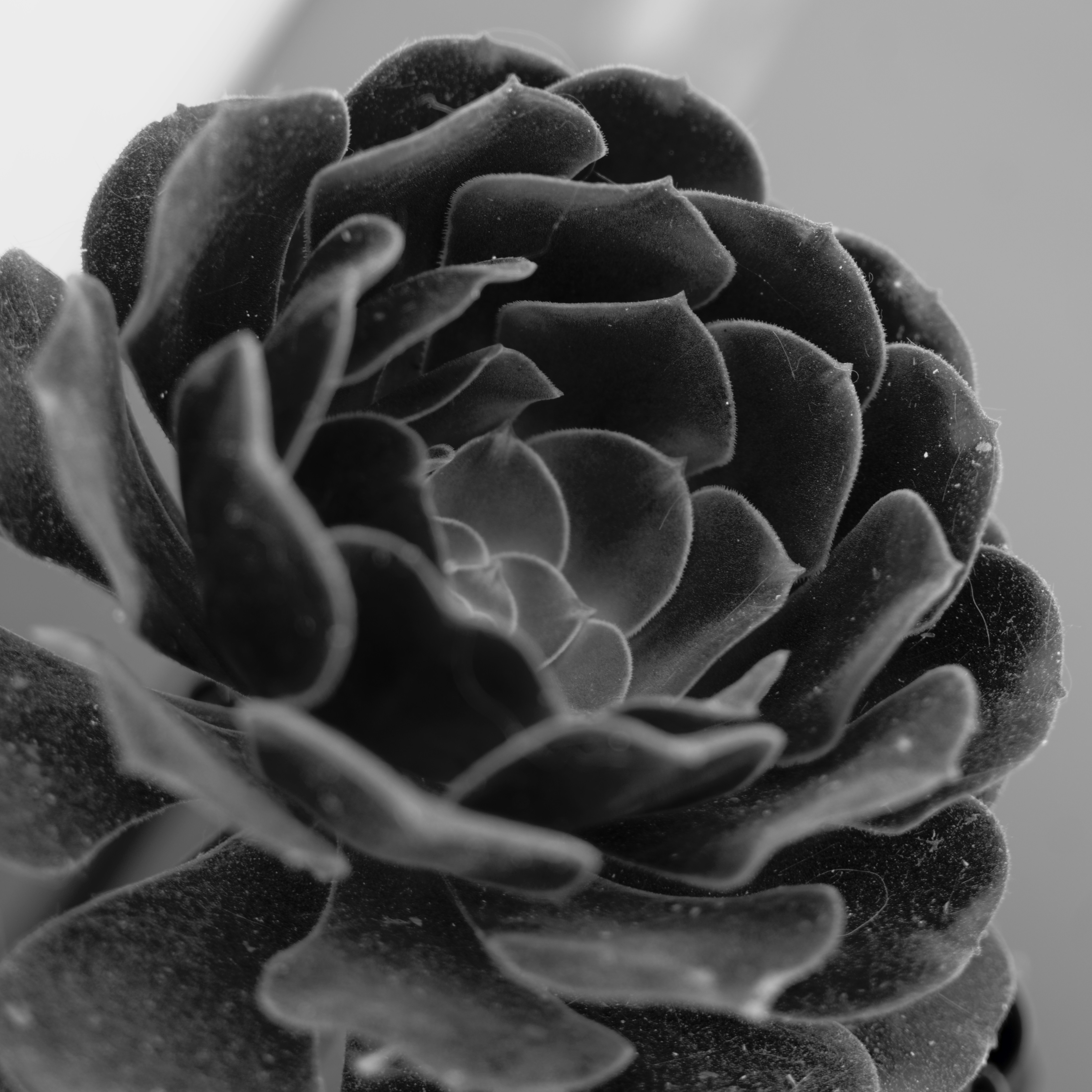 Close-Up of a Frosted Succulent: Quiet Radius of Petal Edges