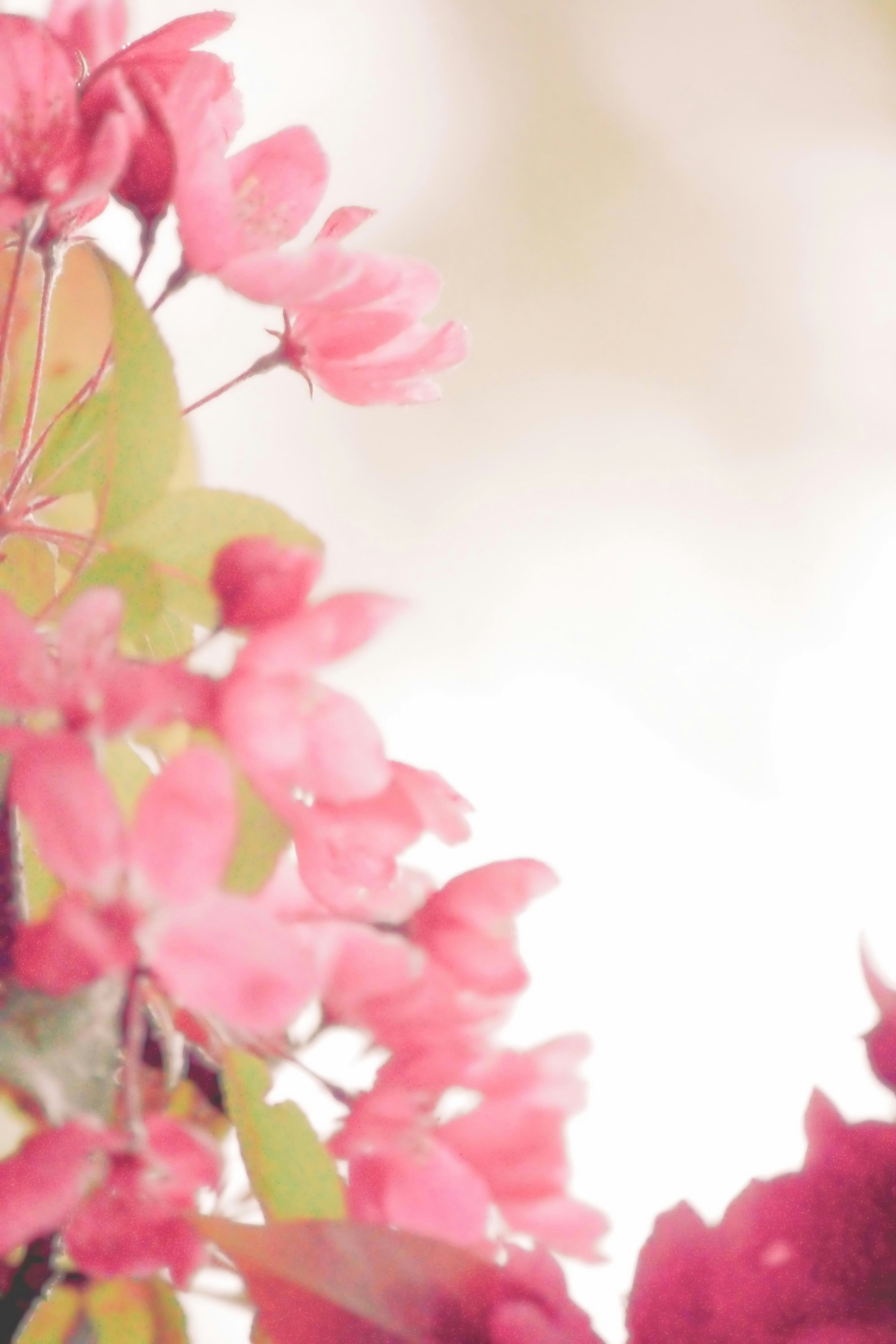 Soft bloom: pink petals kissed by daylight