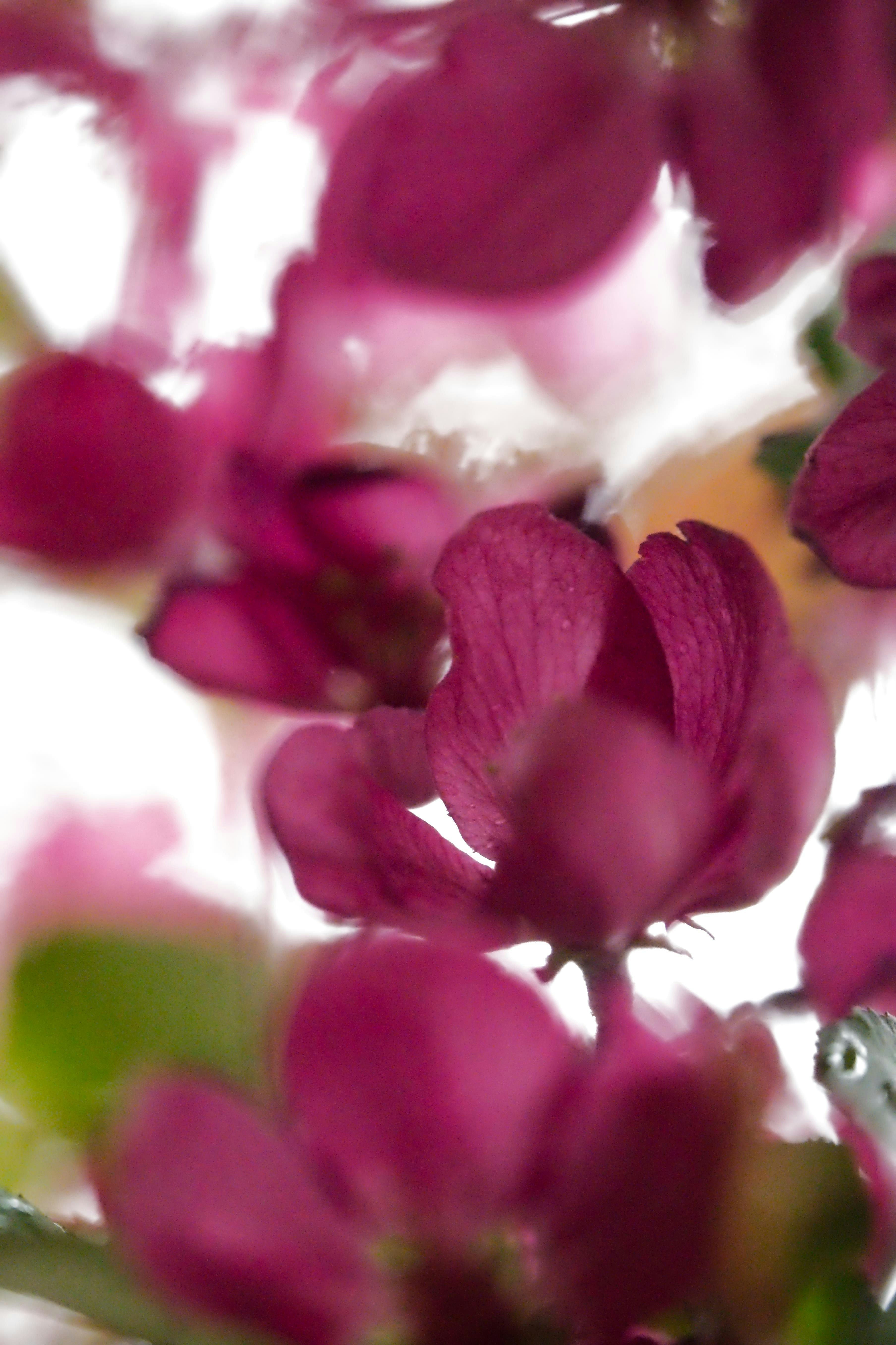 Crimson Petals in Soft Focus