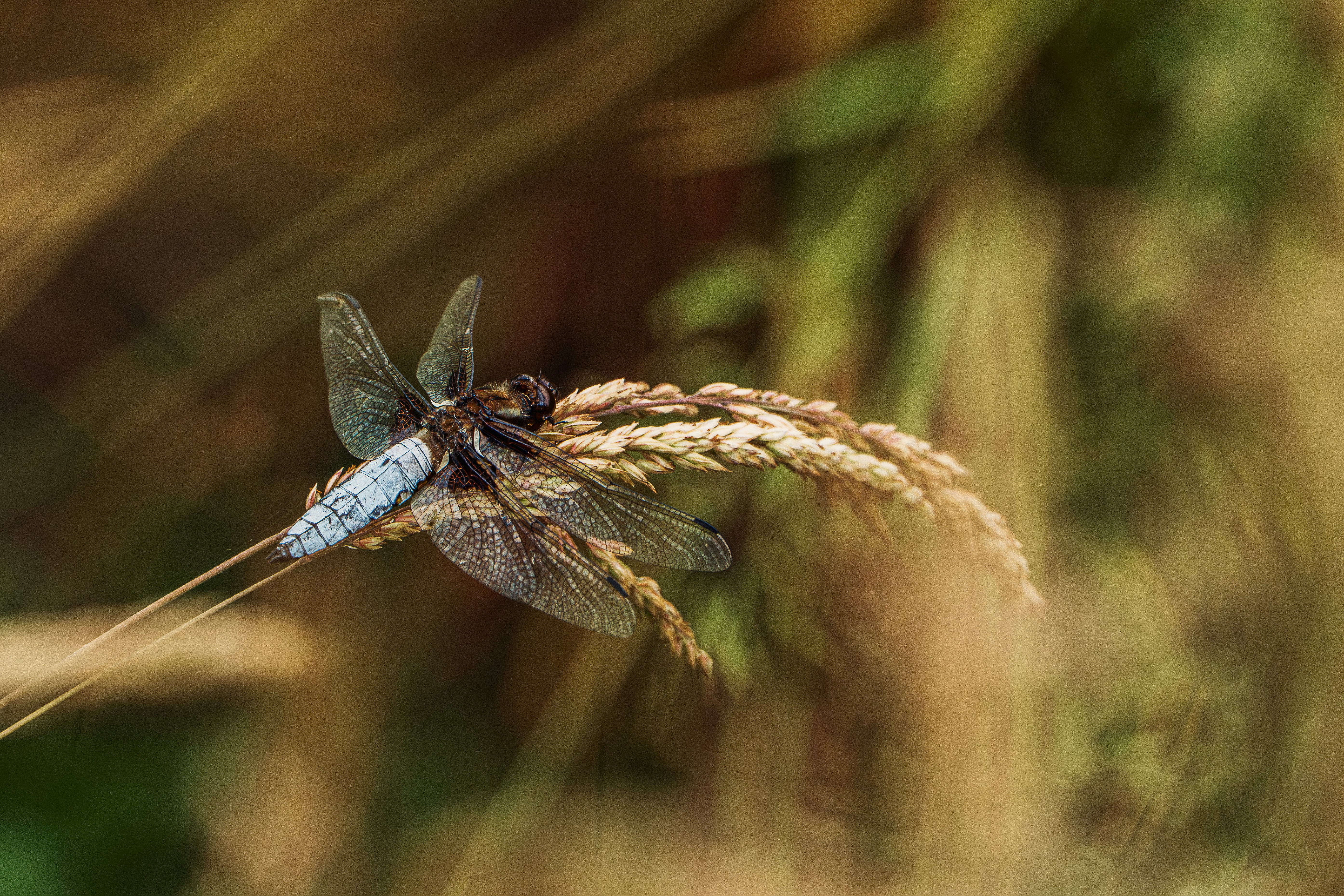 A broad-bodied chaser resting after a mating ritual.