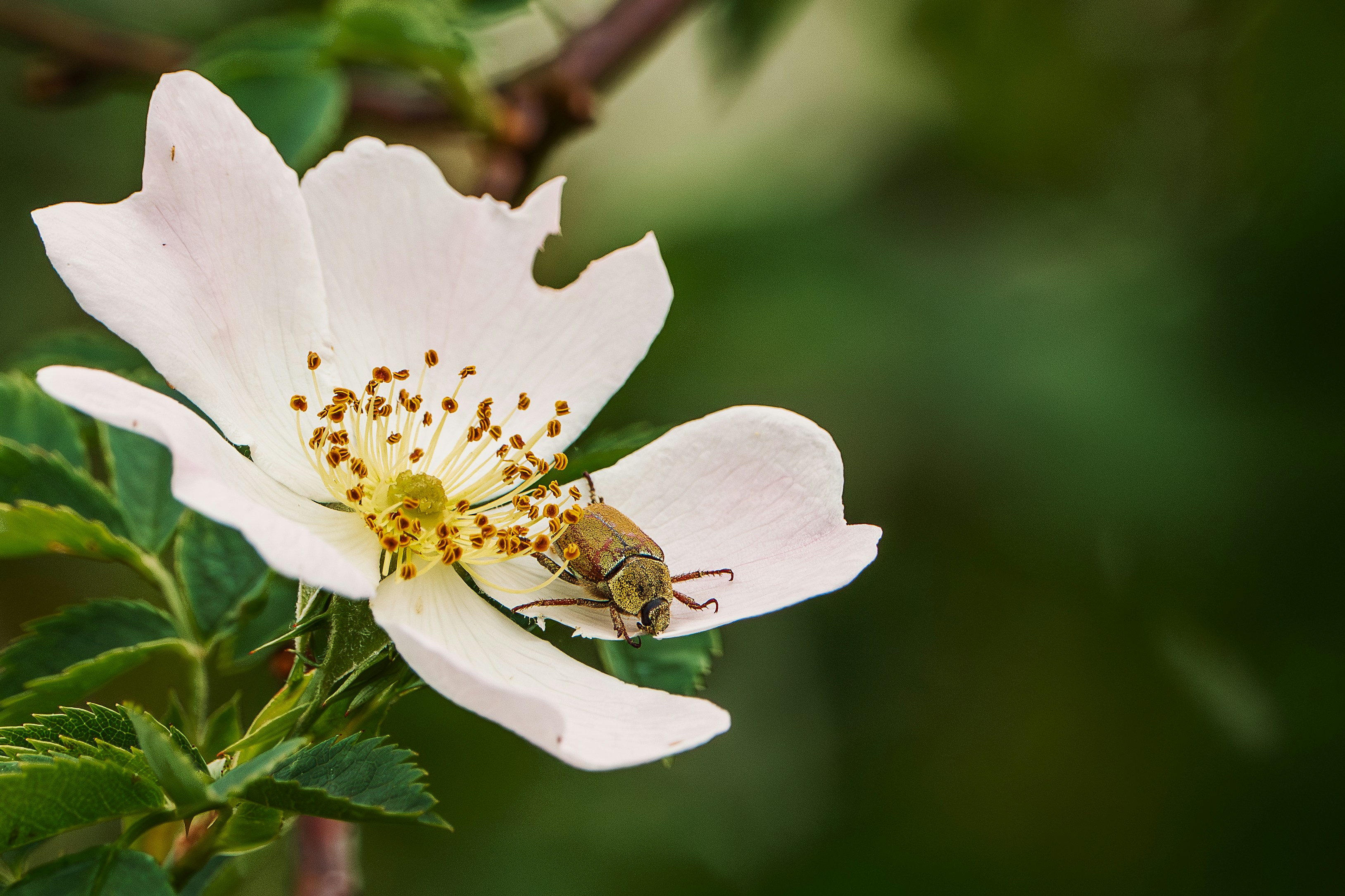 Soft Petal Spotlight: A Bee Carries On