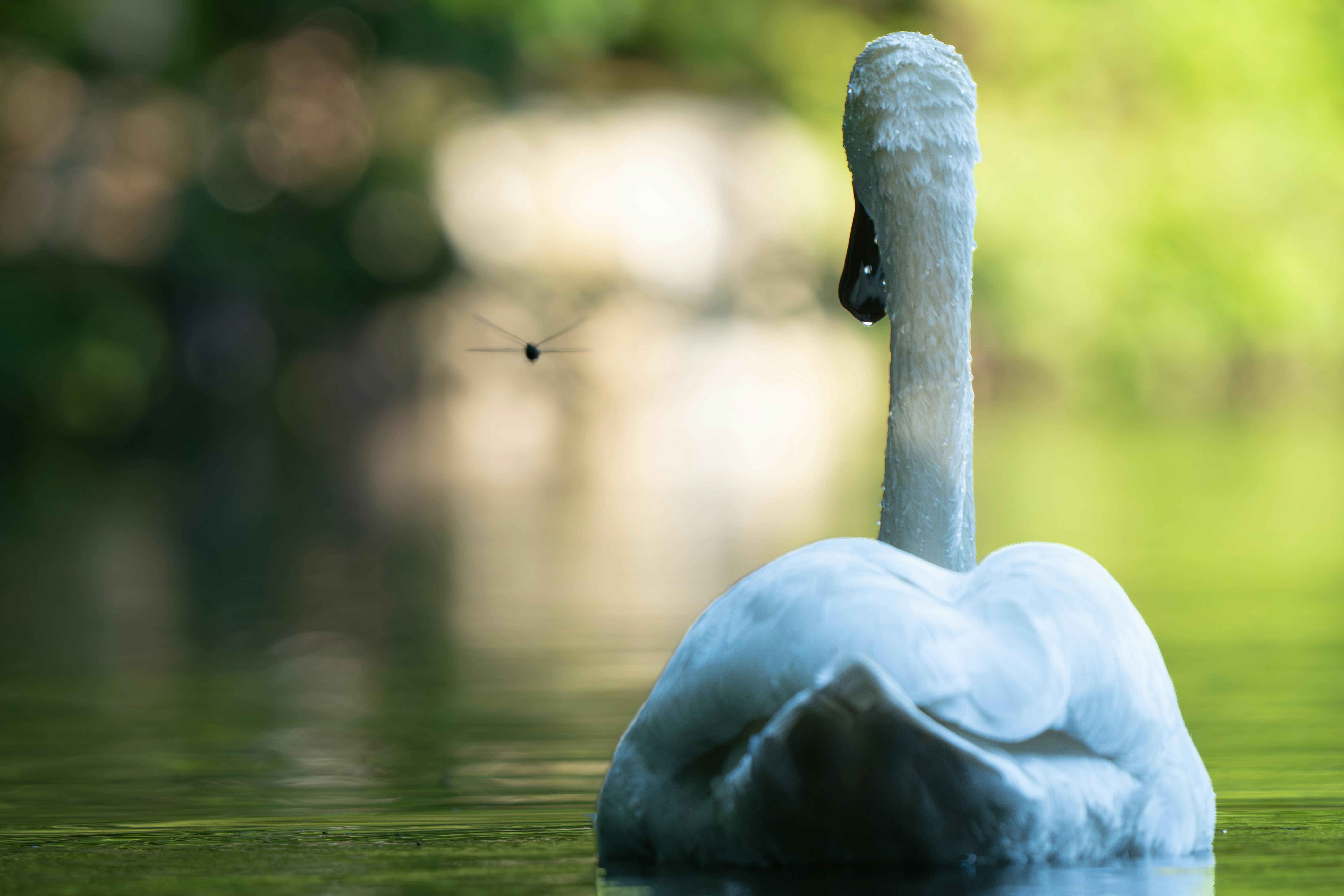 Solitary Swan in Sunlit Pond