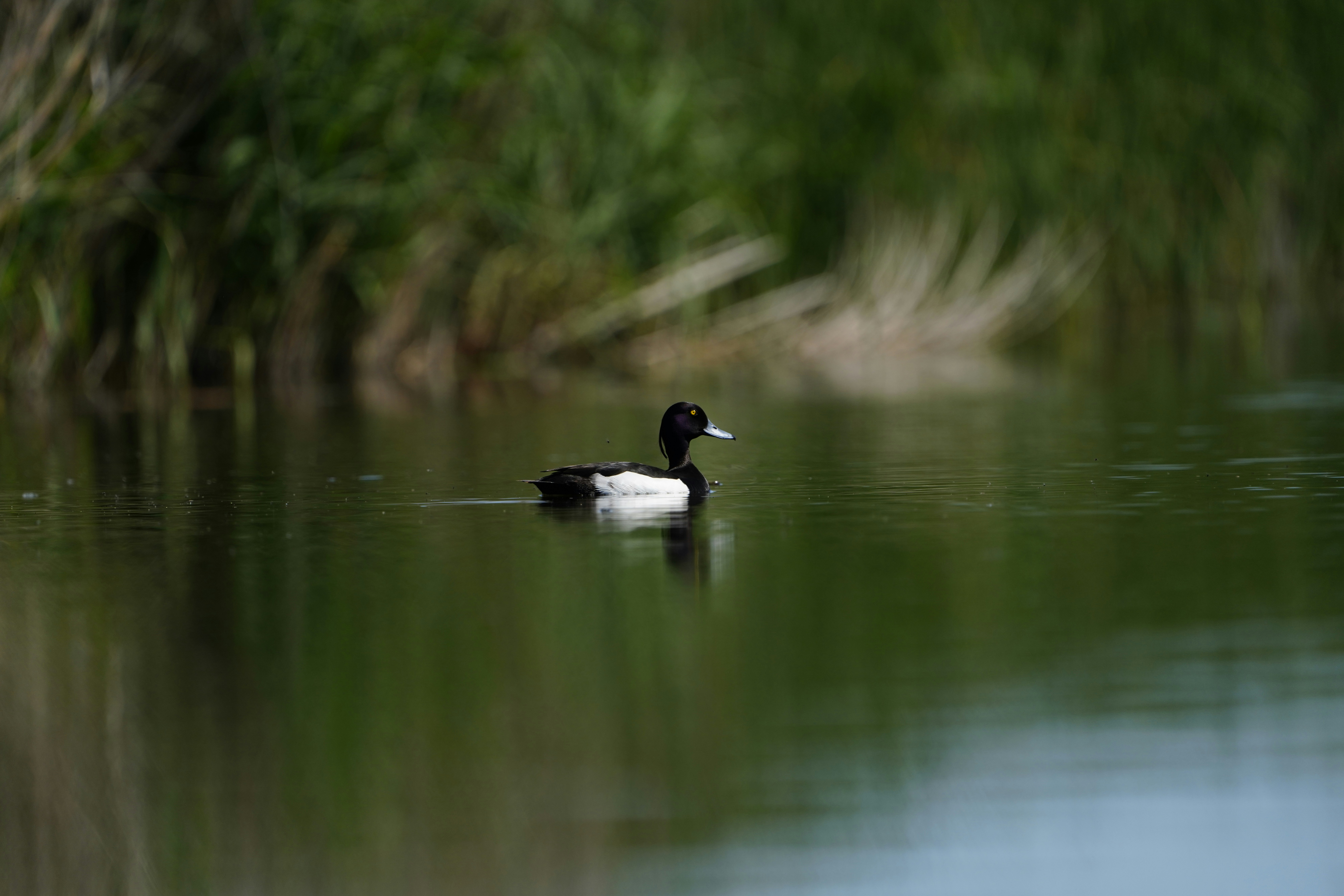 Broad-shouldered Grebe in Quiet Pond