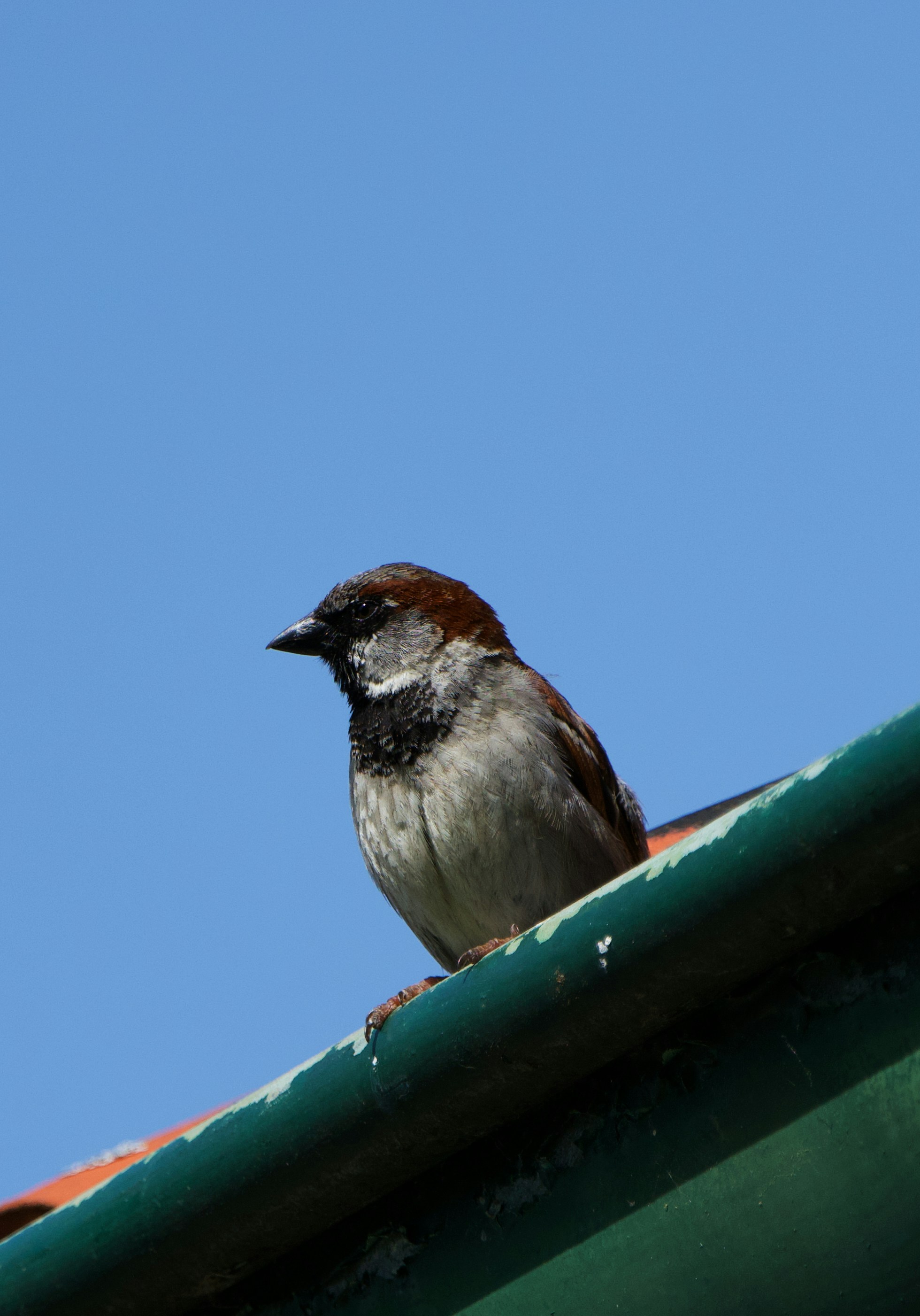Perch of the Kingfisher: Quiet Confidence on a Green Roof