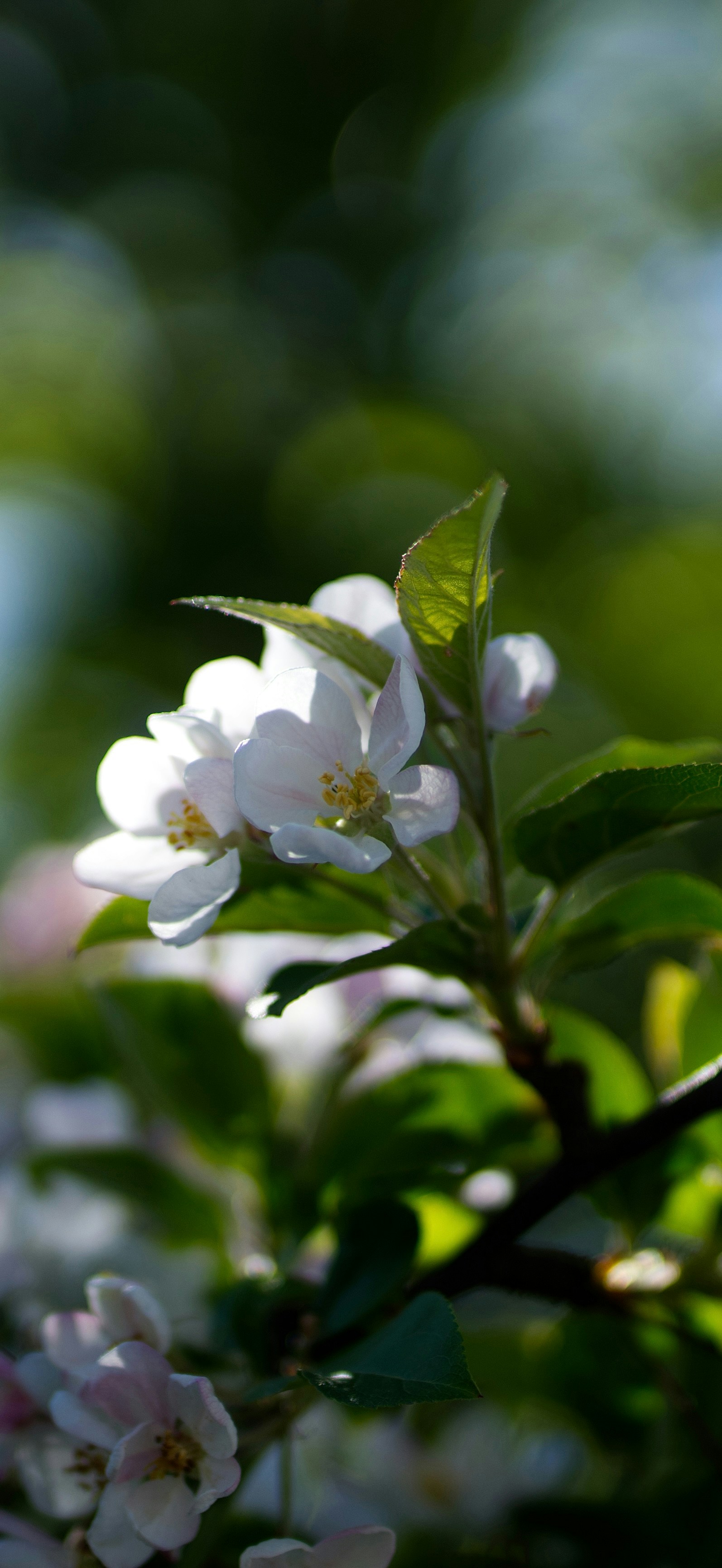 Petaled Spotlight: White Blossoms Against a Blur of Spring Green