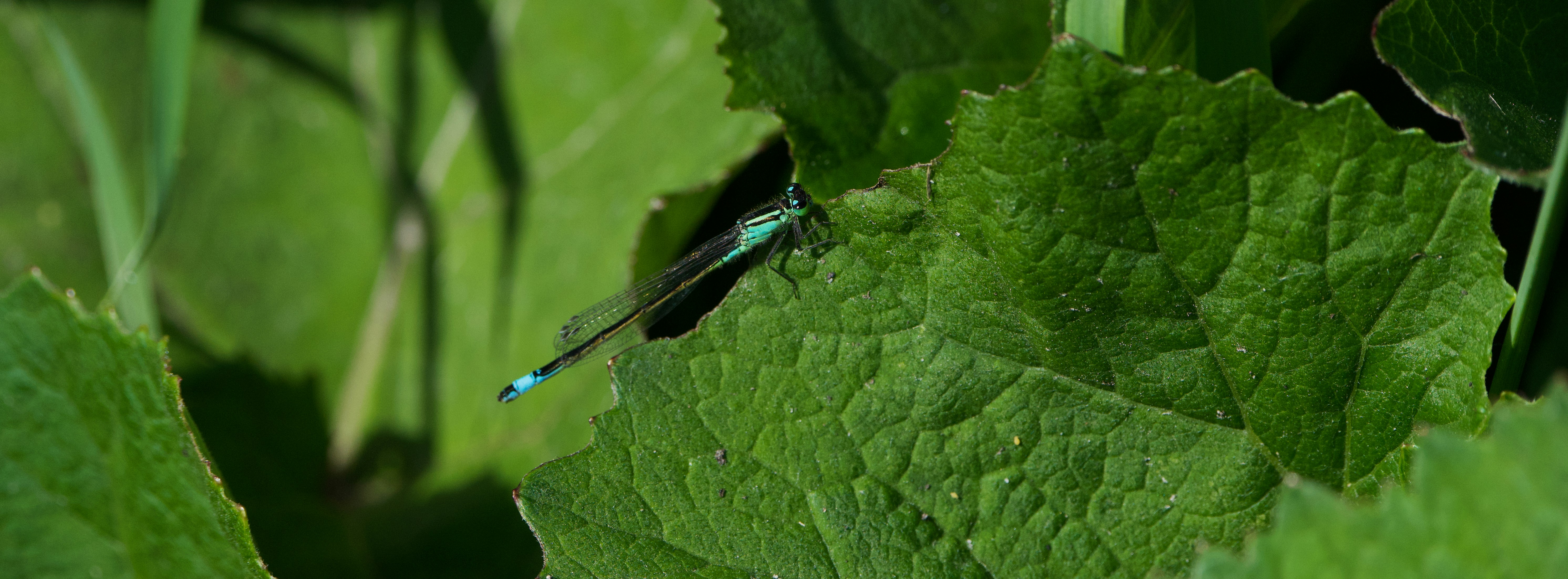 Azure Zest: a dragonfly rests on veined emeralds