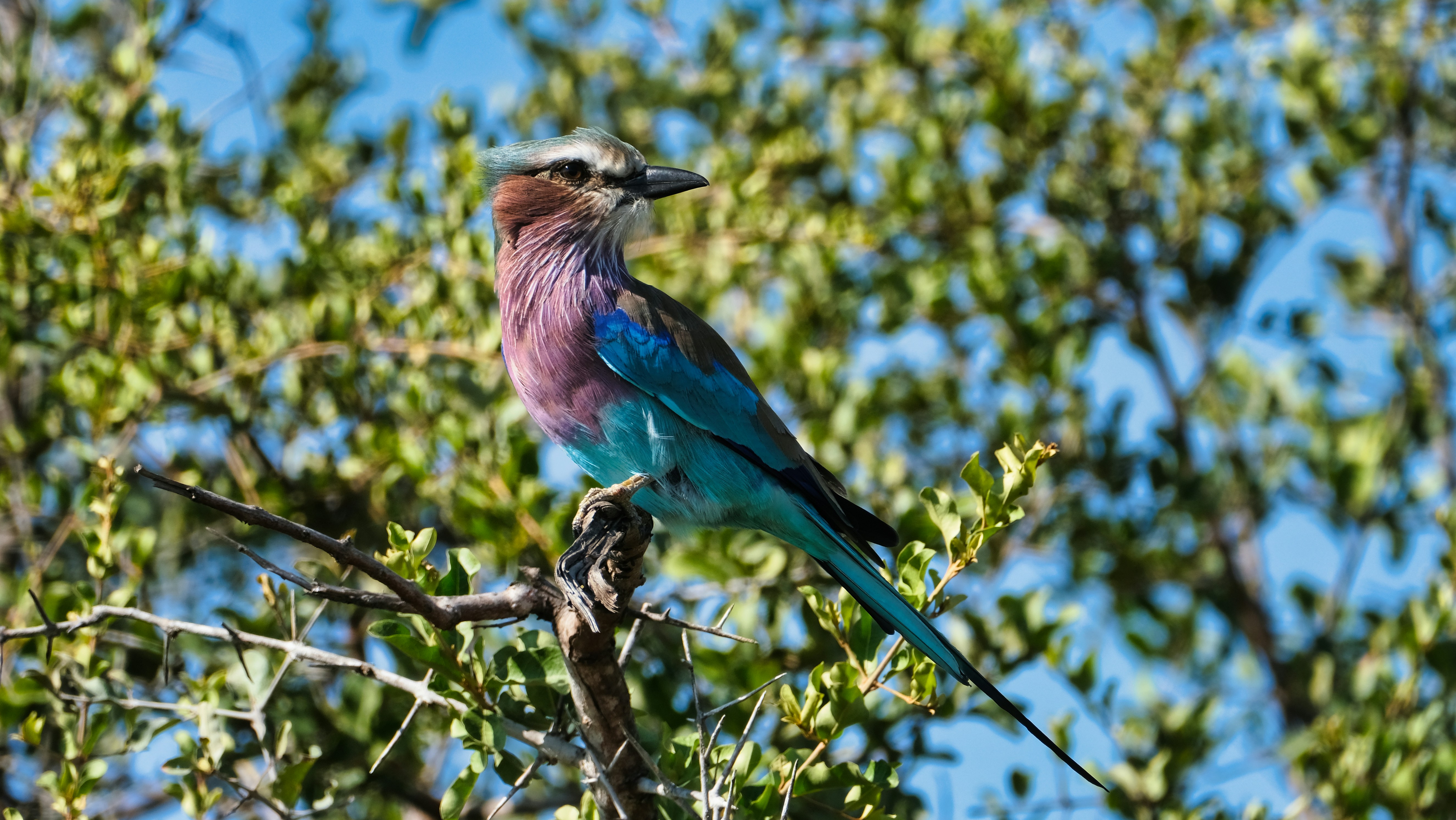 Azure Crown: A Lilac-breasted Roller Perched in Sunlit Foliage