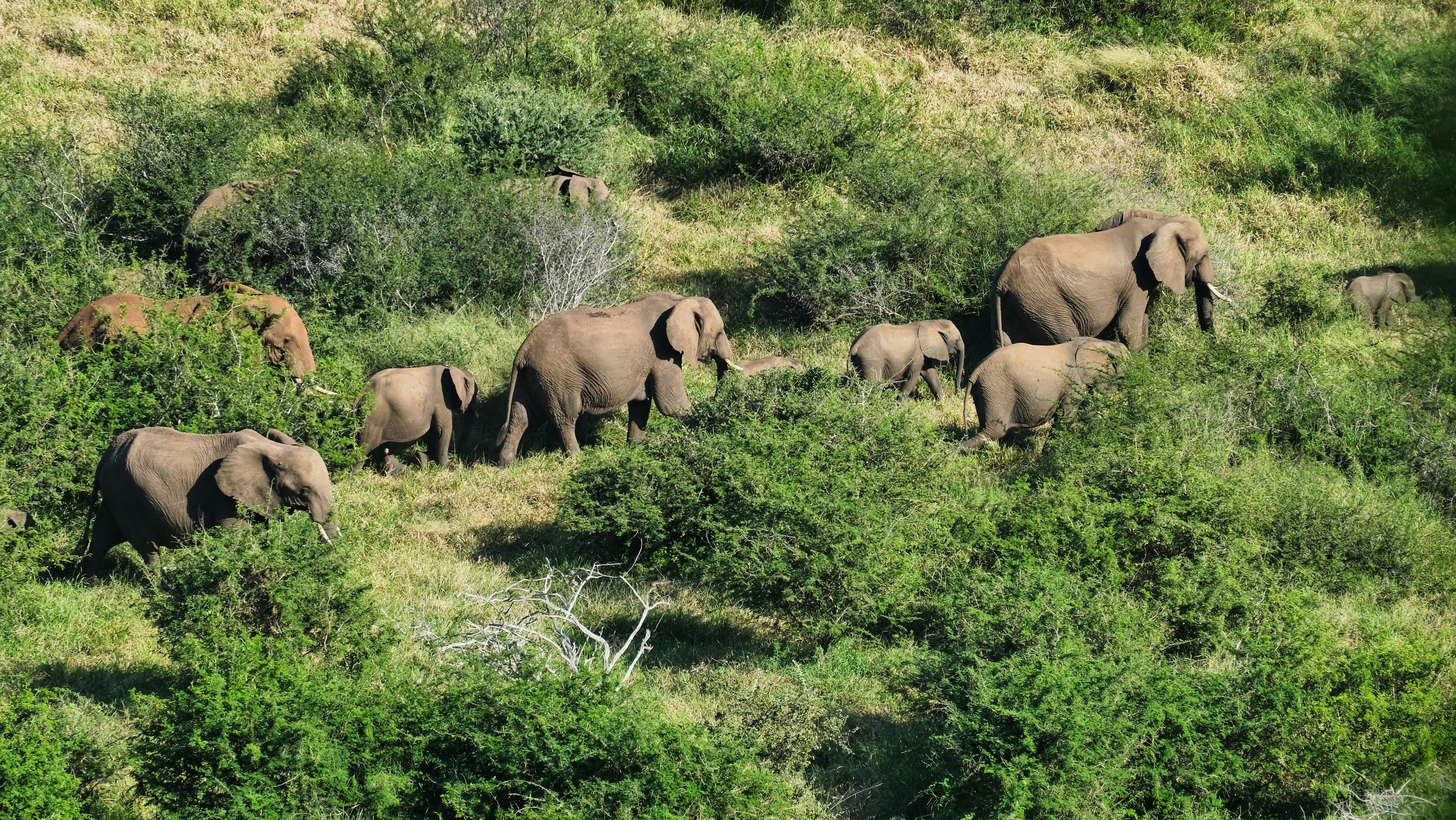 A herd of elephants, including calves, walks through green bushes.