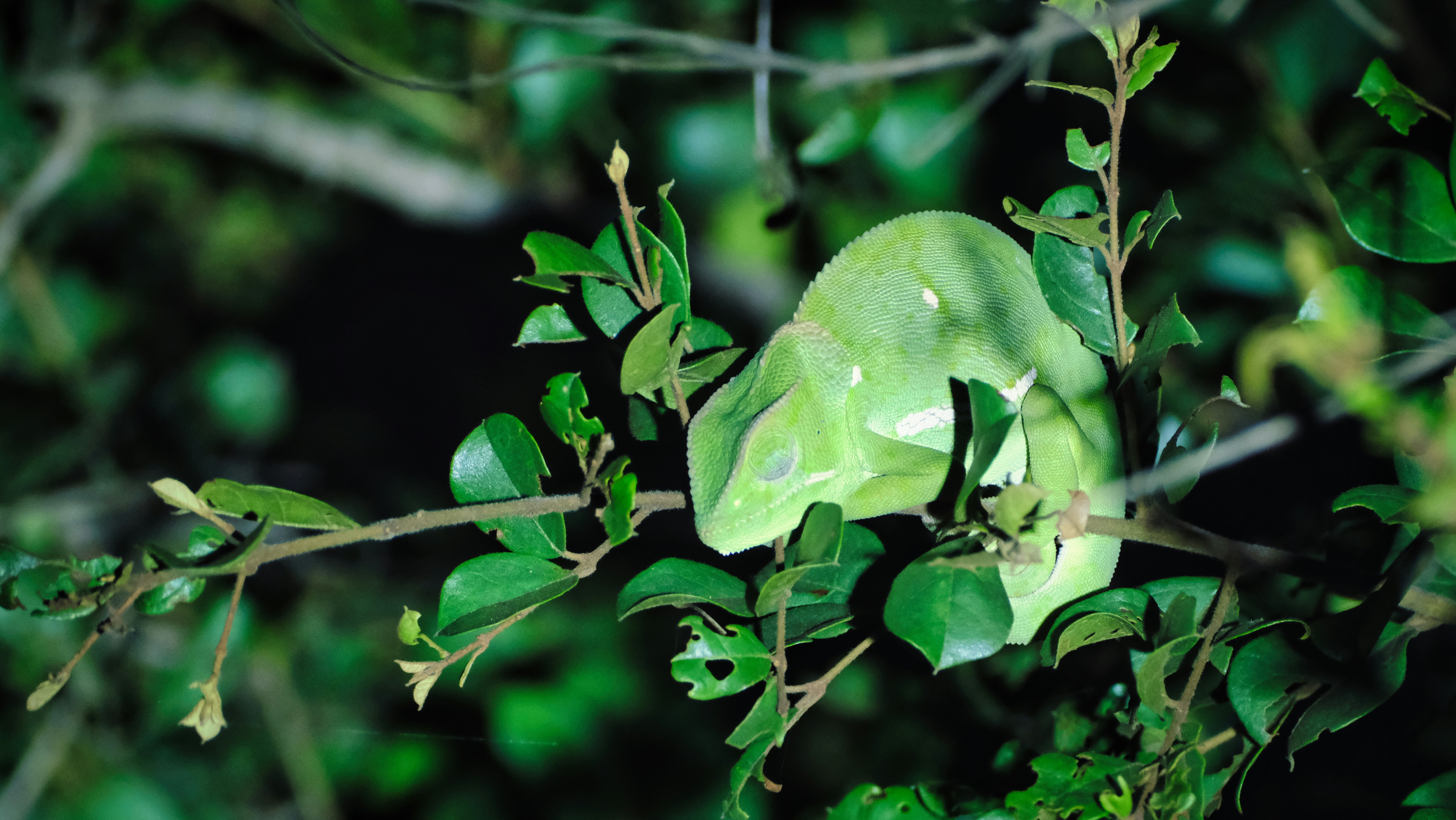 Emerald Leaf in Focus: A Chameleon’s Rest on a Veined Monochrome