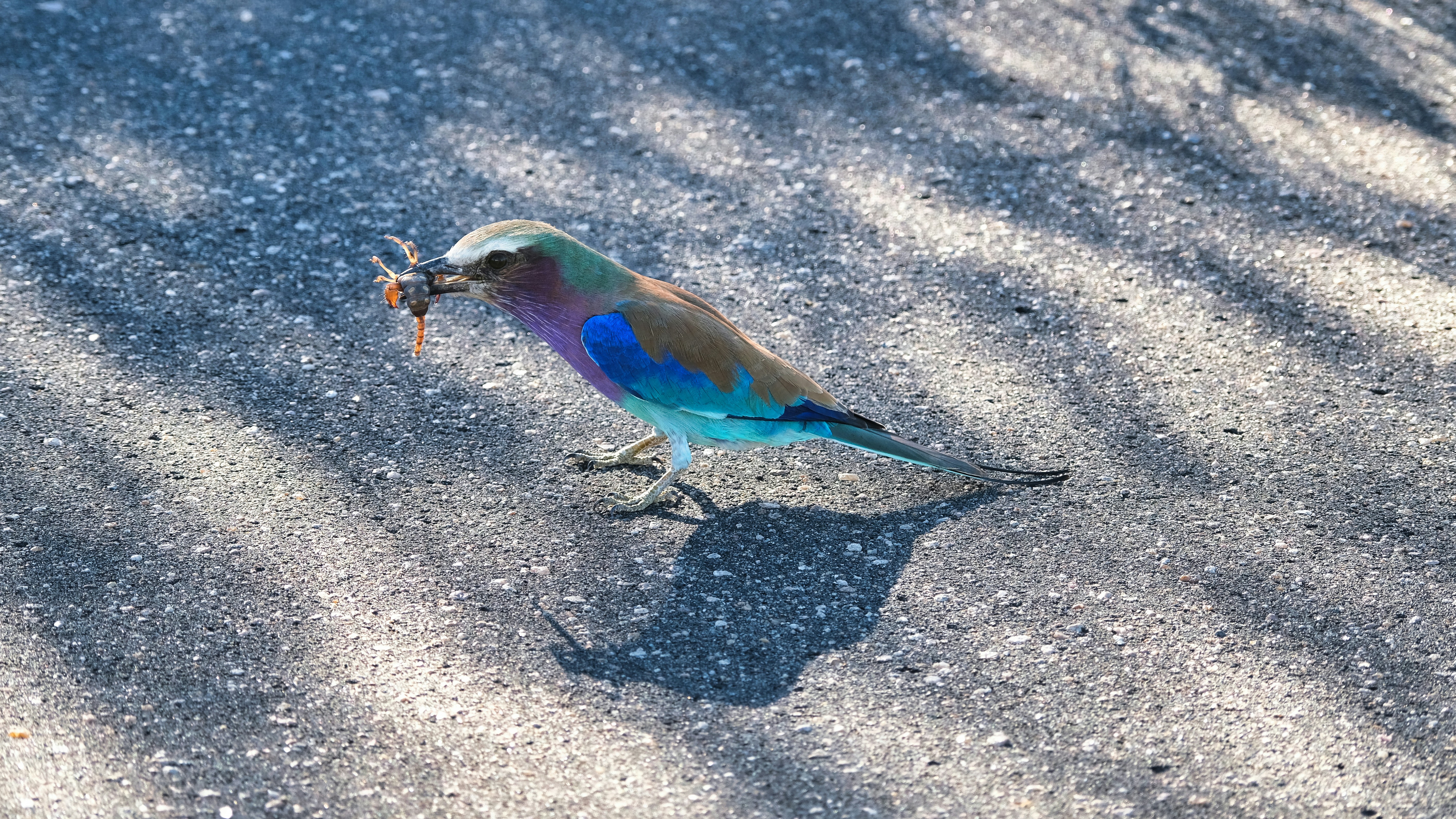 Colorful sunlit bird on a shaded roadsurface